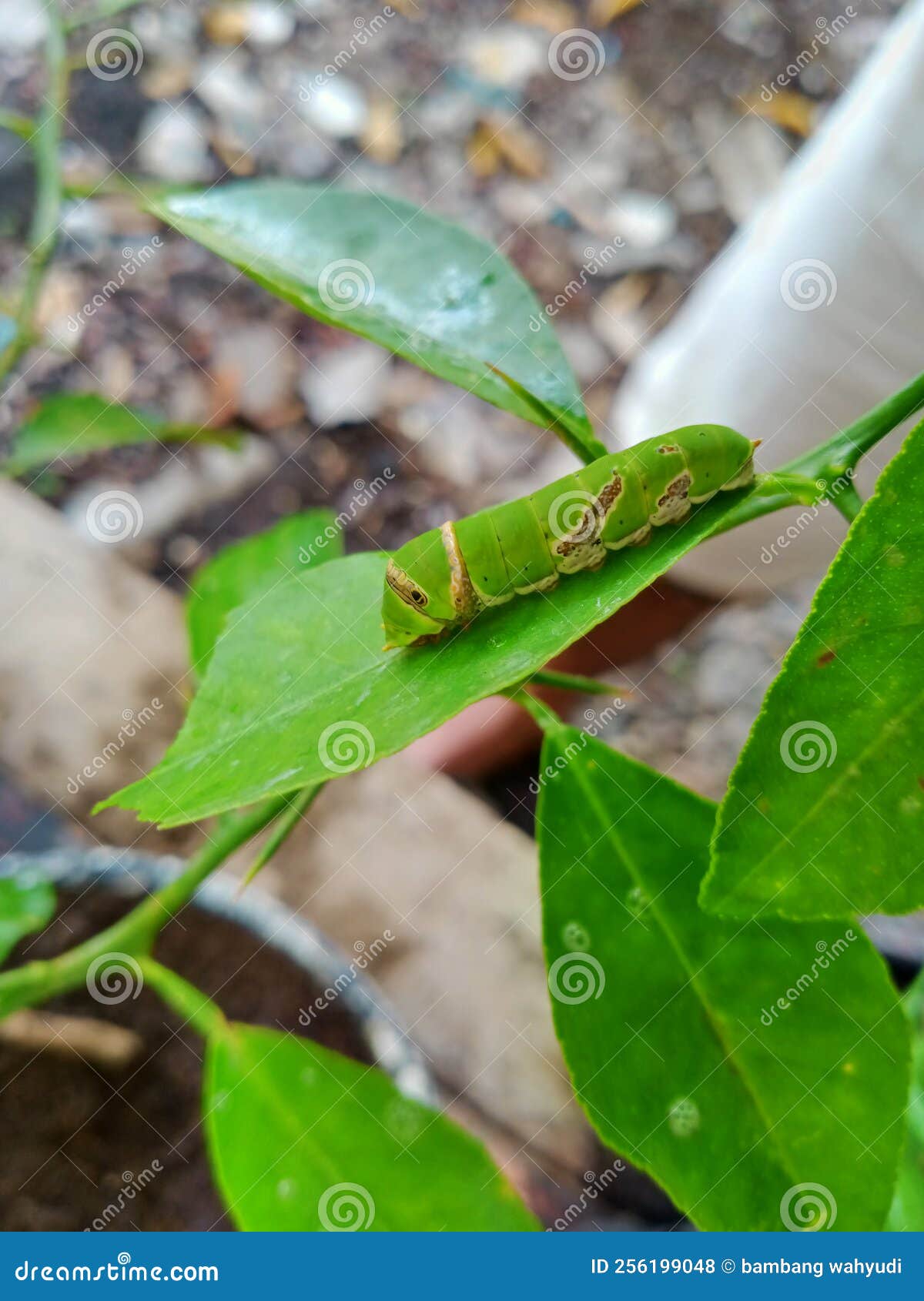 Caterpillar Looking for Food on Leaf Lime Tree Stock Photo - Image of ...