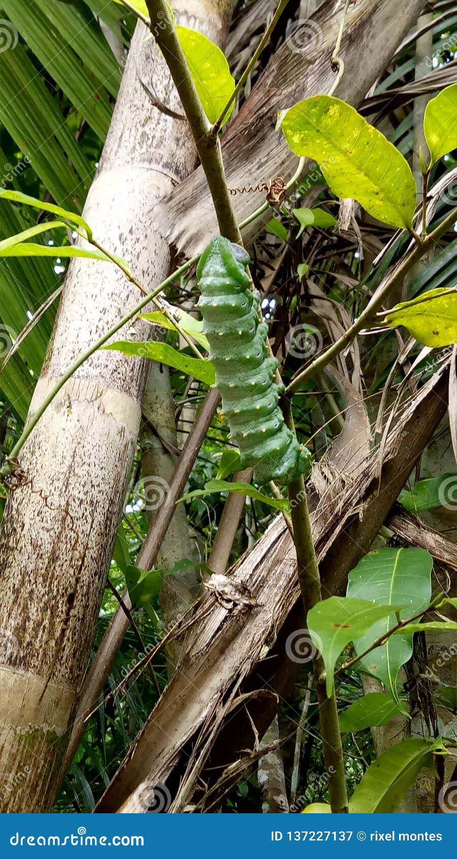 Caterpillar stock image. Image of caterpillar, bohol - 137227137
