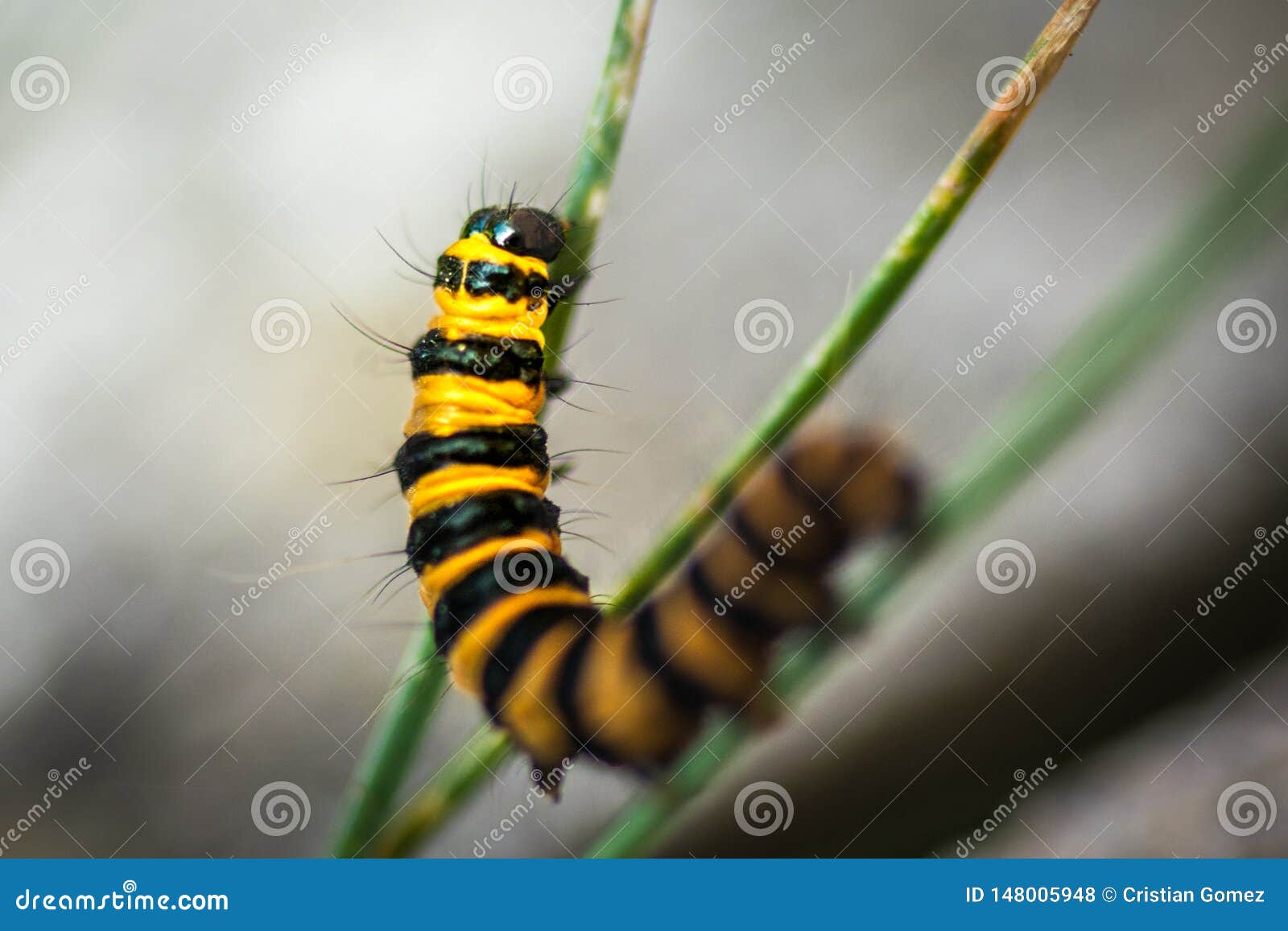 Caterpillar macro stock photo. Image of garden, wildlife - 148005948