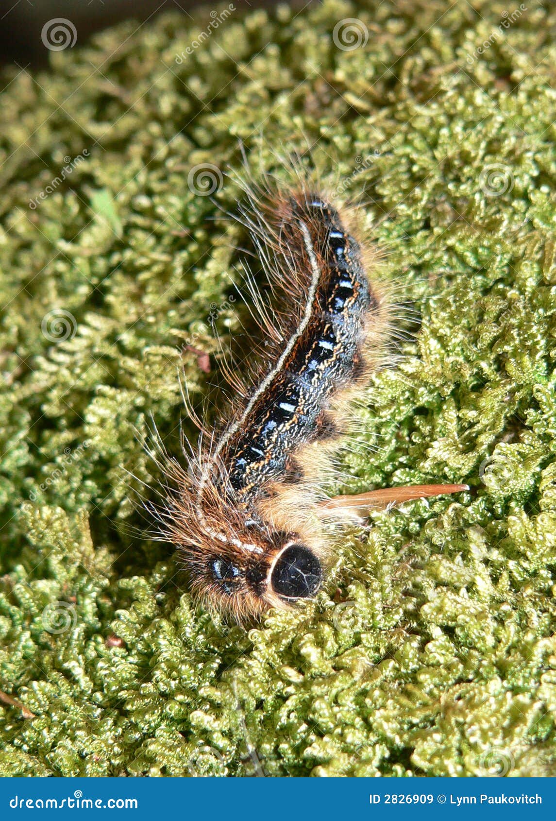 Caterpillar Macro stock image. Image of closeup, insect - 2826909