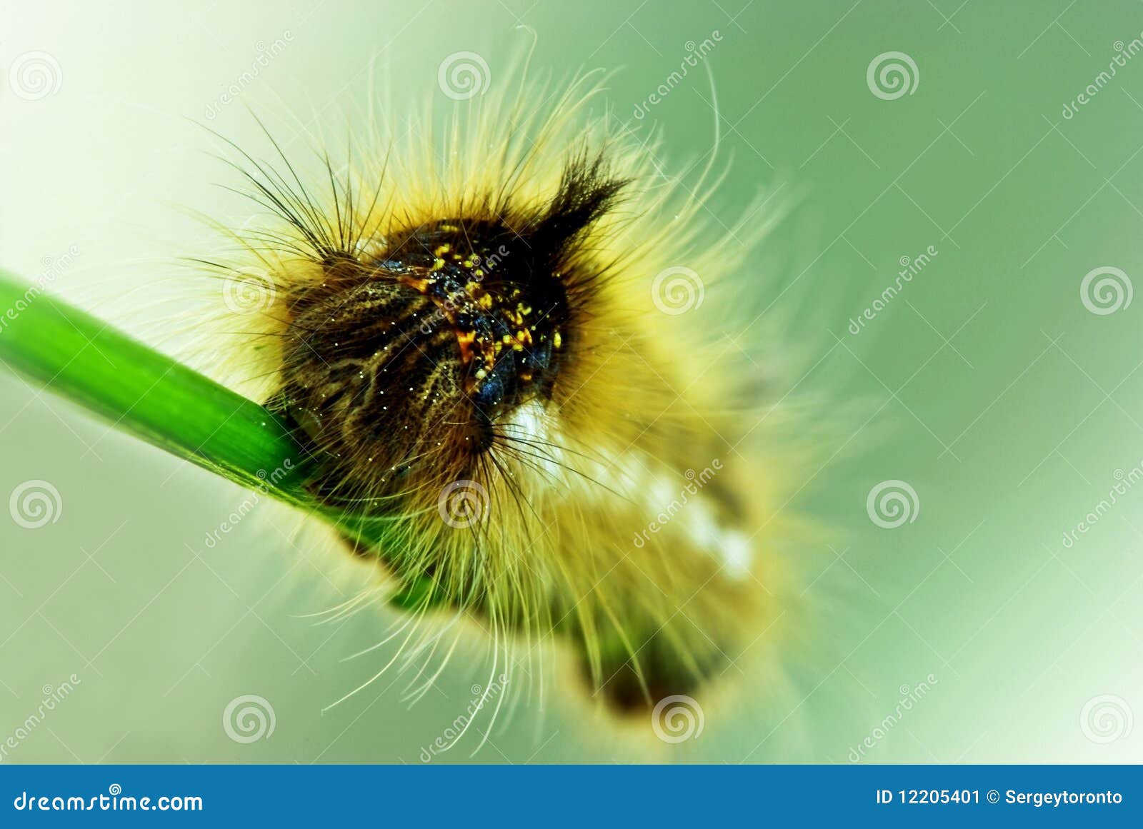 Caterpillar Macro (Acronicta Euphorbiae ) Stock Image - Image of exotic ...