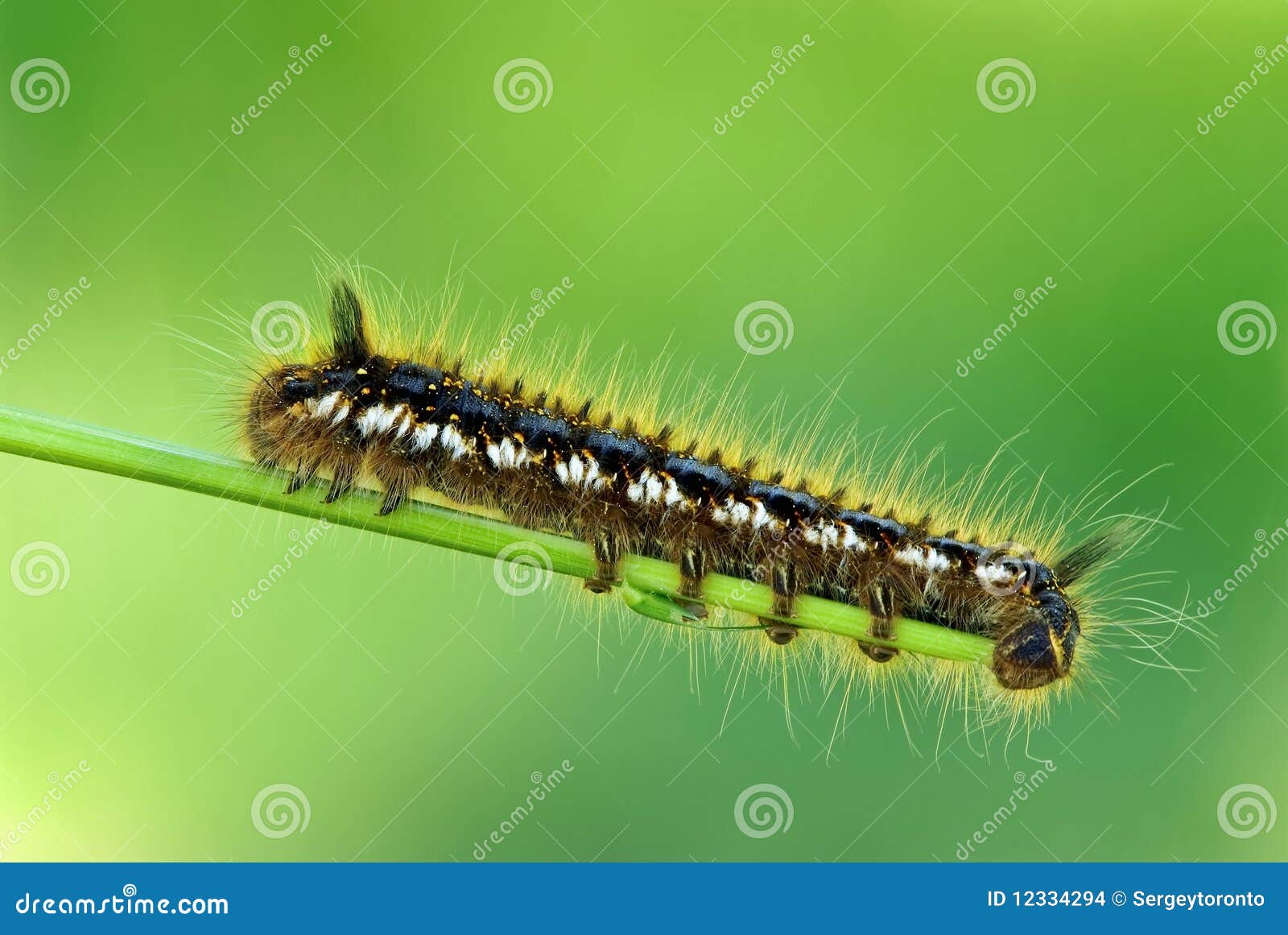 Caterpillar Macro (Acronicta Euphorbiae ) Stock Photo - Image of hairy ...