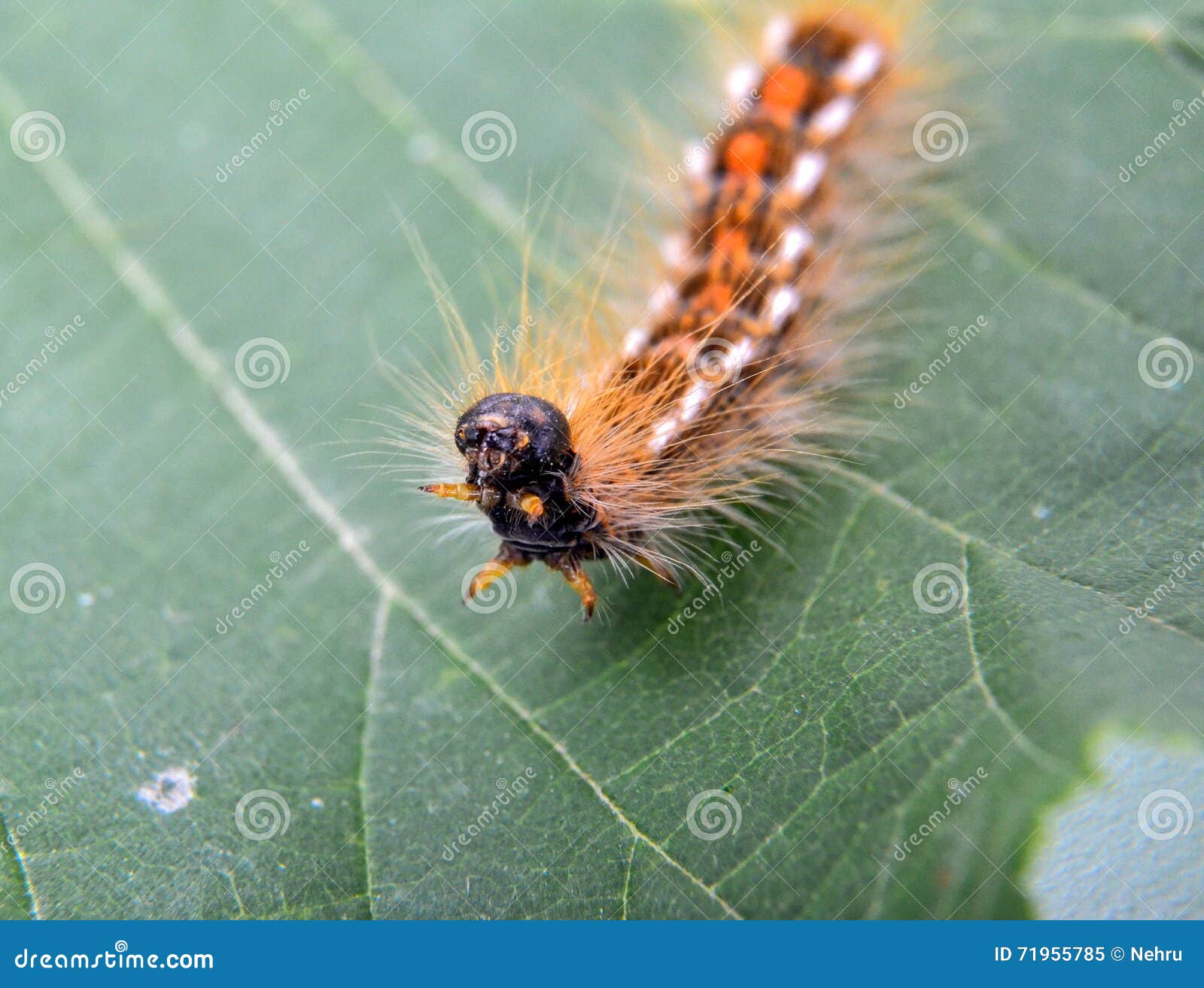 Caterpillar Macro Closeup on Green Hazelnut Leaf Stock Image - Image of ...