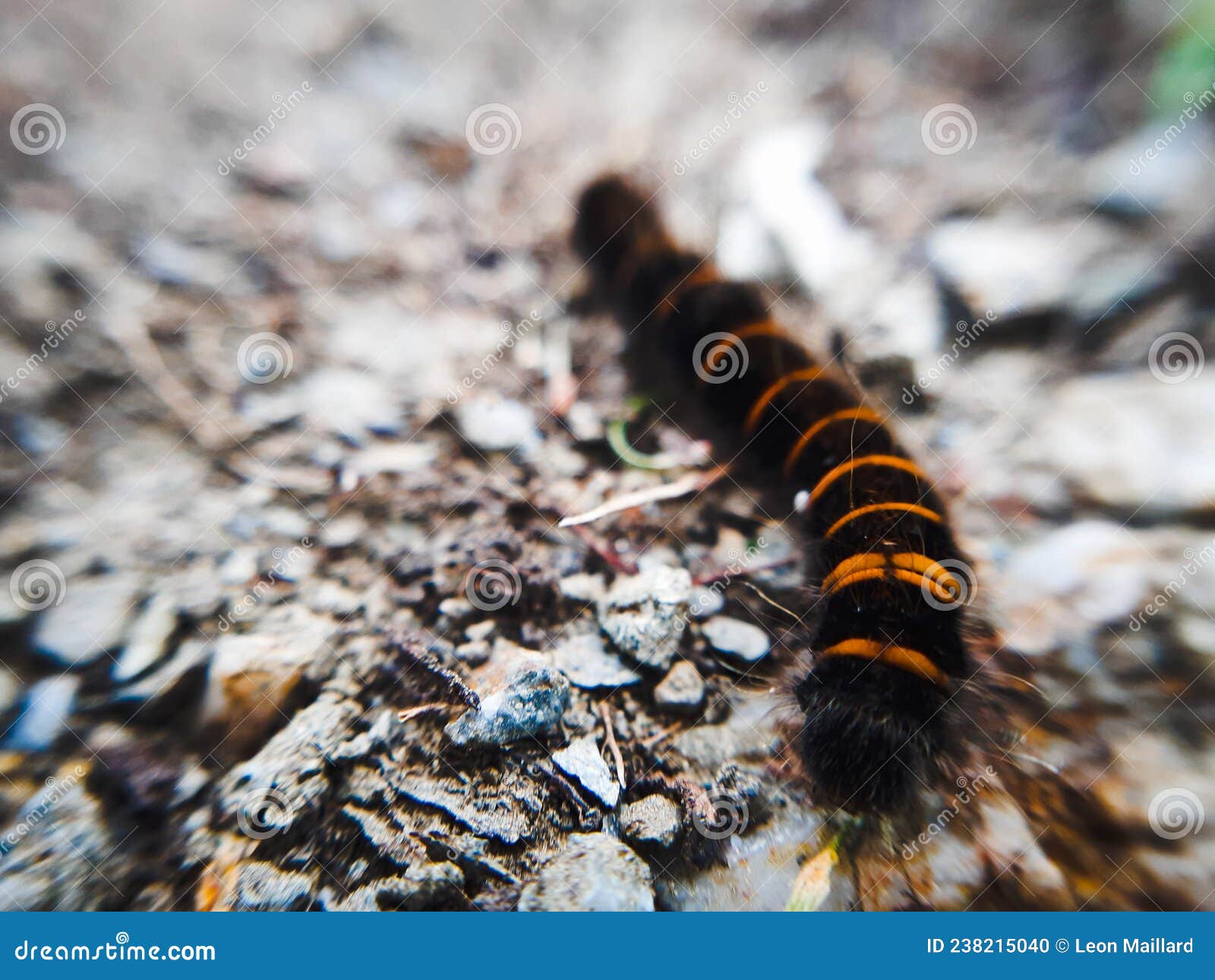 Caterpillar Macro Photography Stock Photo - Image of insect, arthropod ...