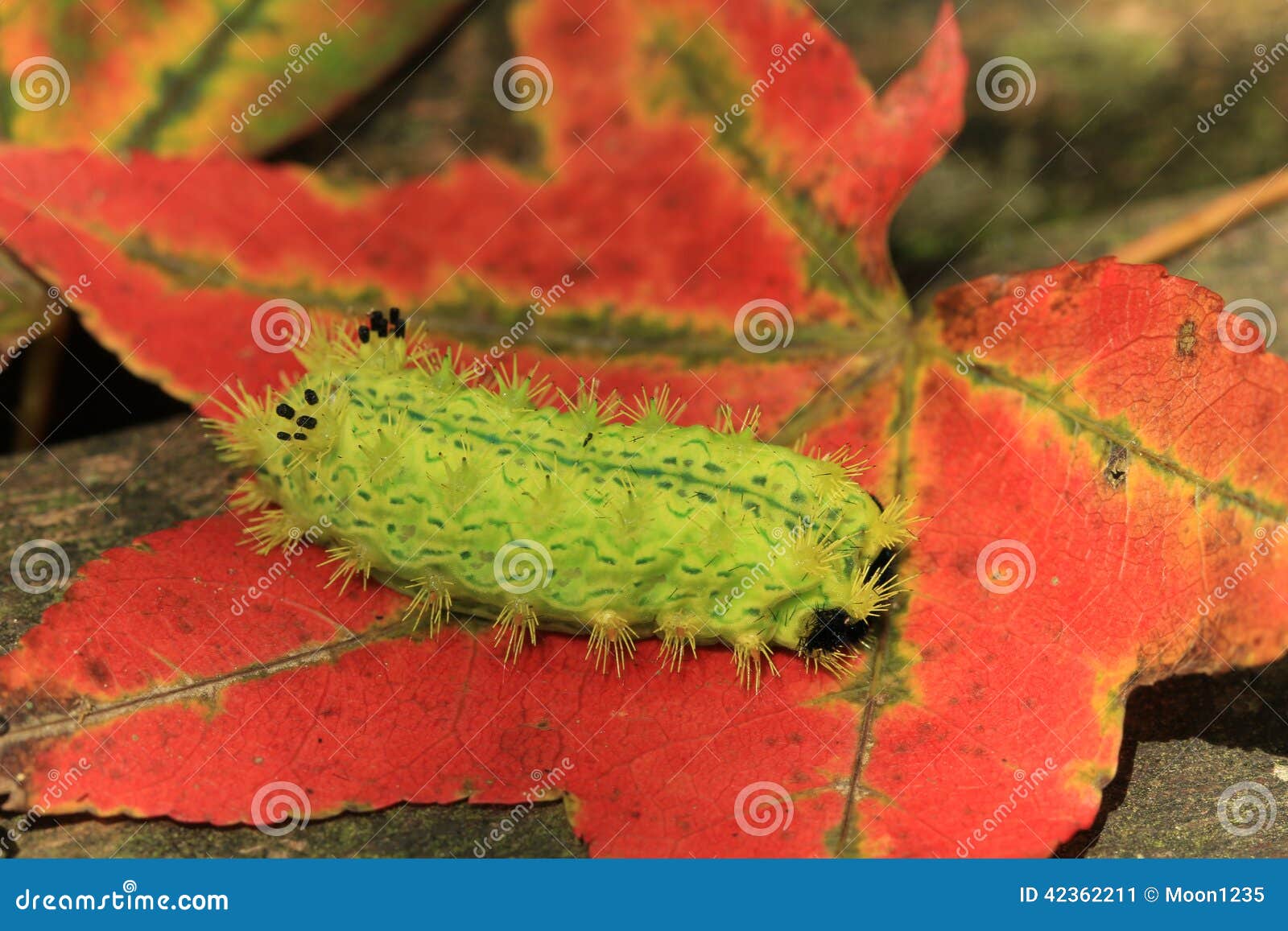 Caterpillar and maple leaf stock image. Image of plant - 42362211