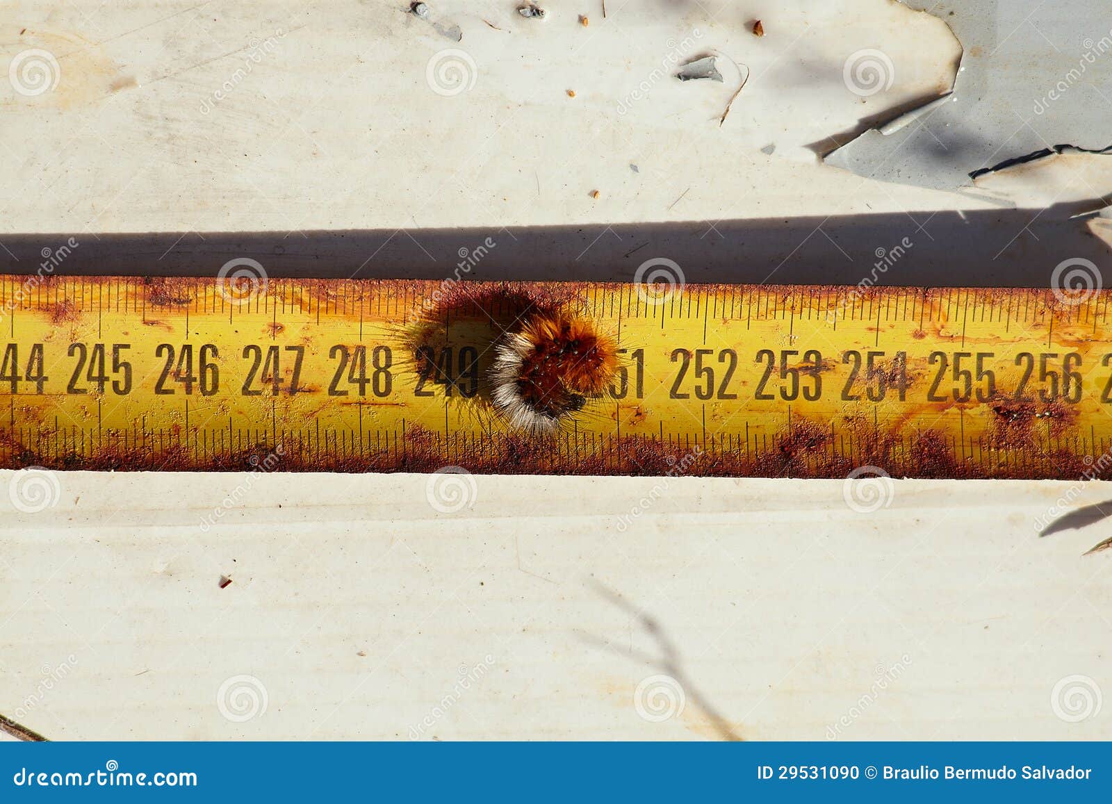 Caterpillar and Measuring Tape. Stock Photo - Image of worm ...