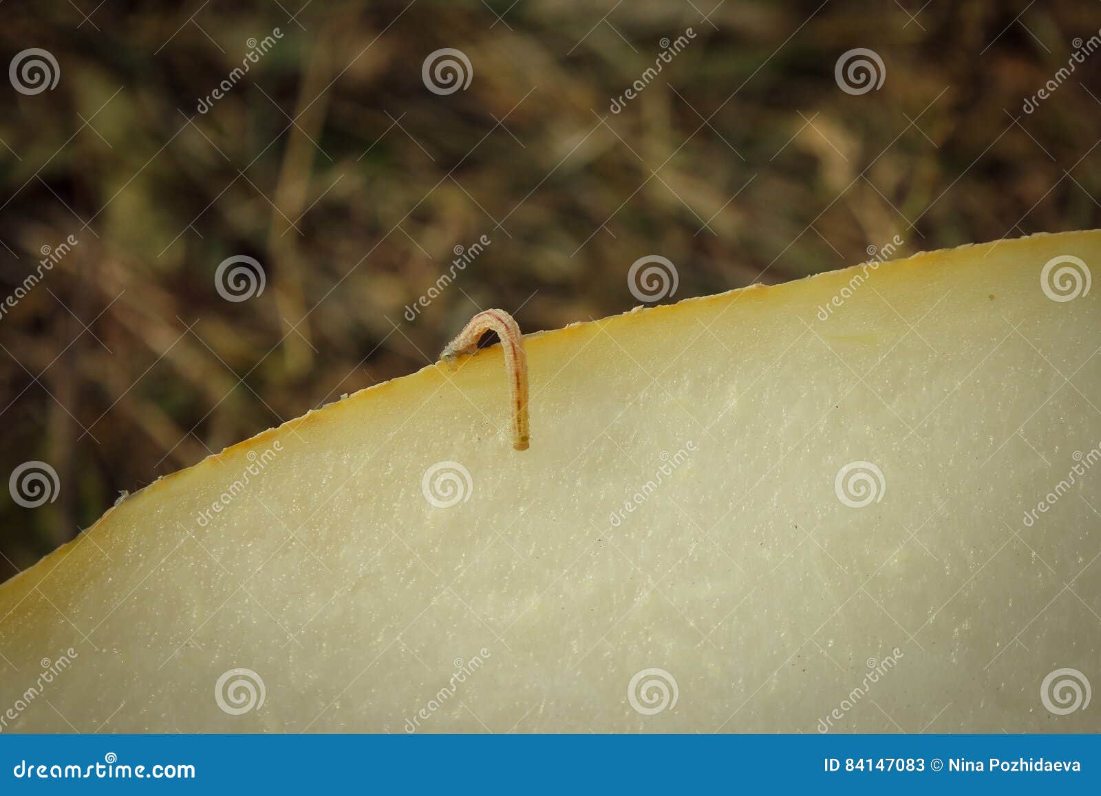 Melon Worm Moth And Their Larvae Injure On Peanut In Viet Nam. Royalty ...