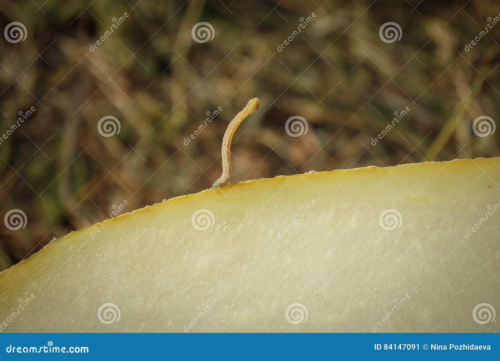 Melon Worm Moth And Their Larvae Injure On Peanut In Viet Nam. Royalty ...