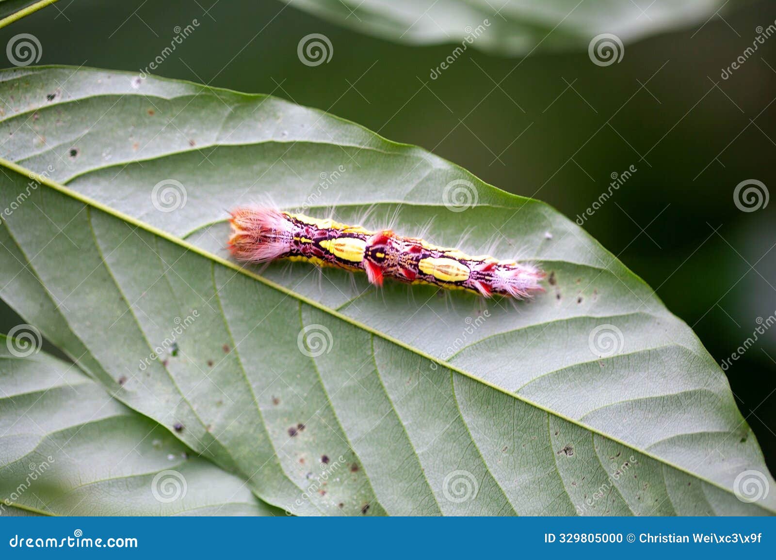 Caterpillar Of A Menelaus Blue Morpho, Morpho Menelaus Stock Image ...