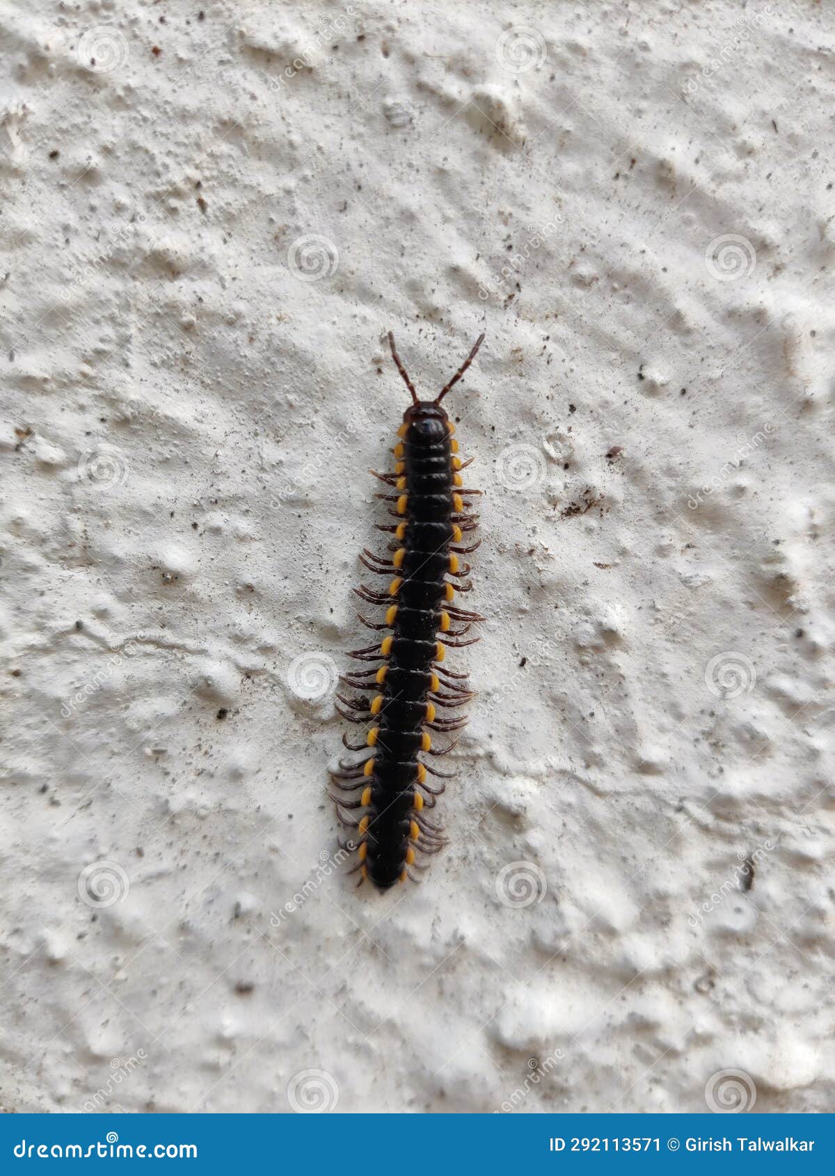 Caterpillar Of Indian Mealmoth Or Indianmeal Moth Plodia Interpunctella ...