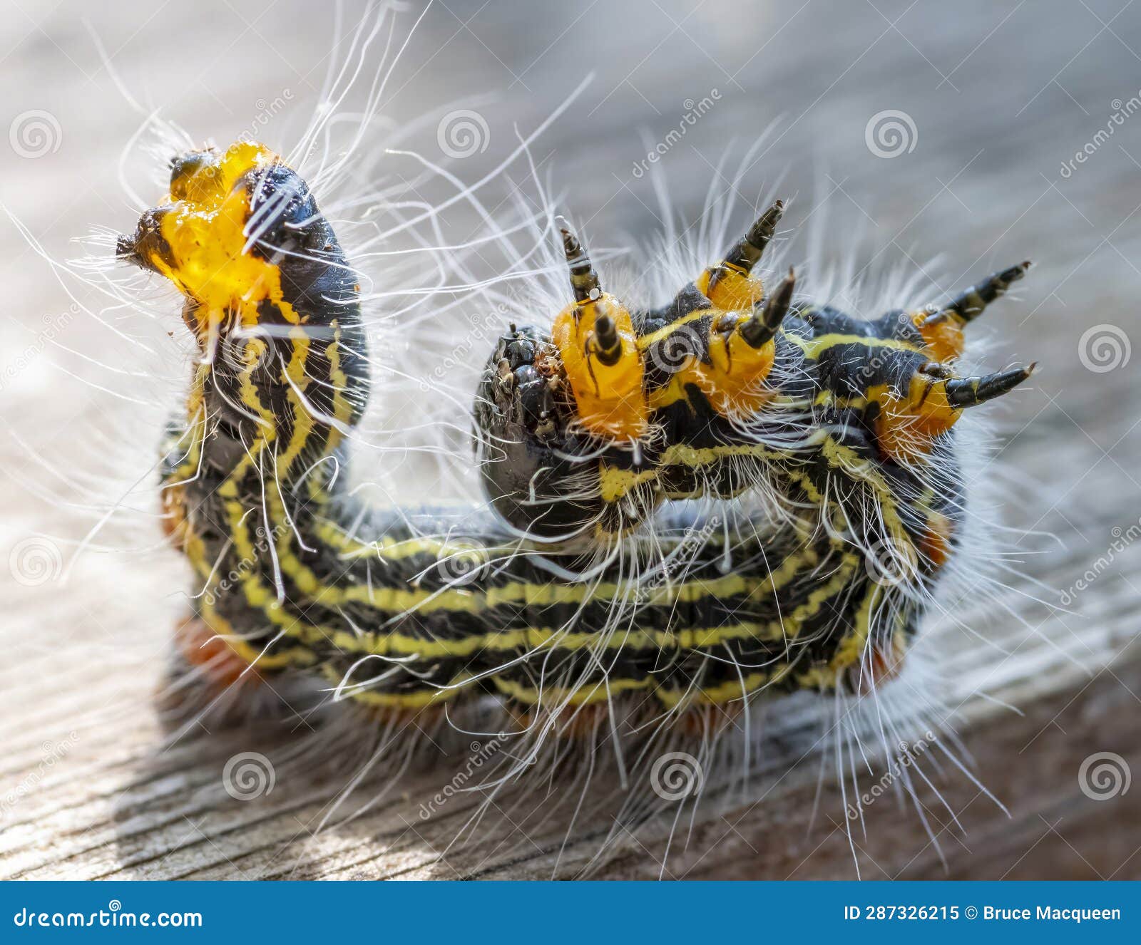 Caterpillar moth butterfly stock image. Image of insect - 287326215