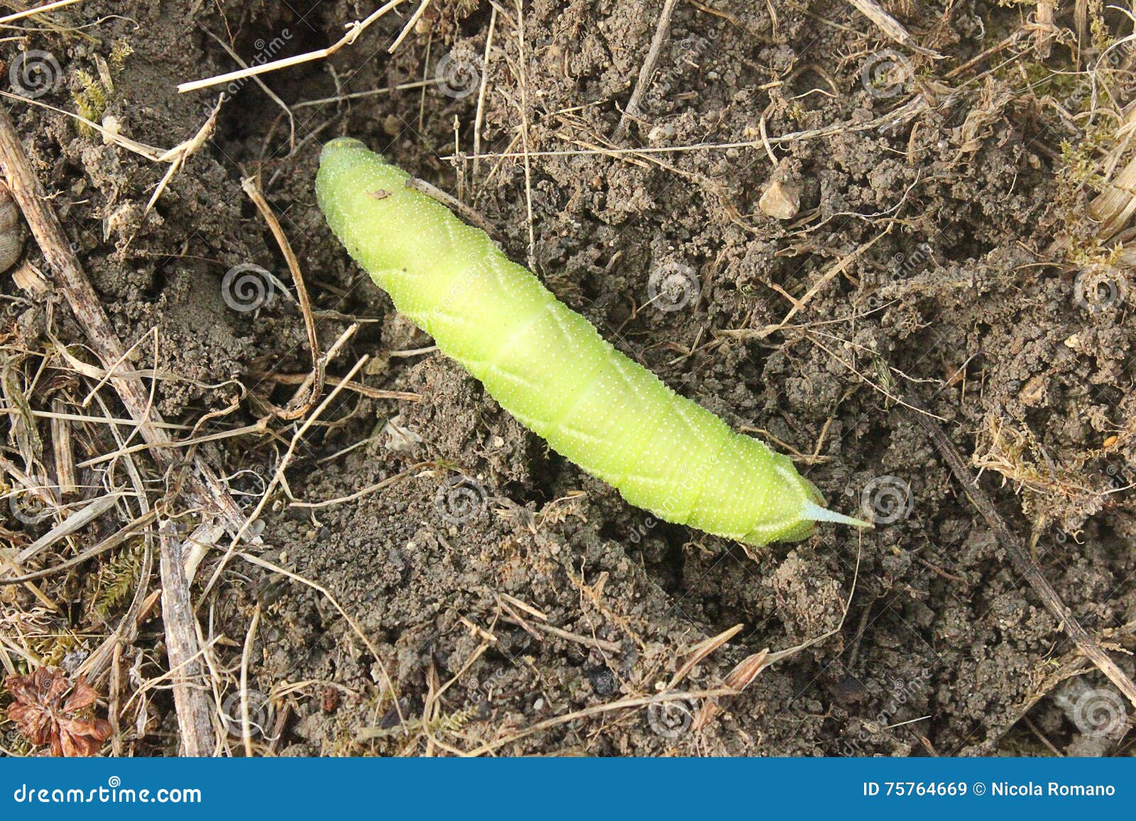 Caterpillar Moving Forward On Field Of White Royalty-Free Stock Image ...