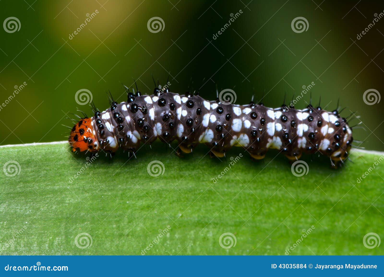 Caterpillar stock photo. Image of orange, slowly, leaf - 43035884