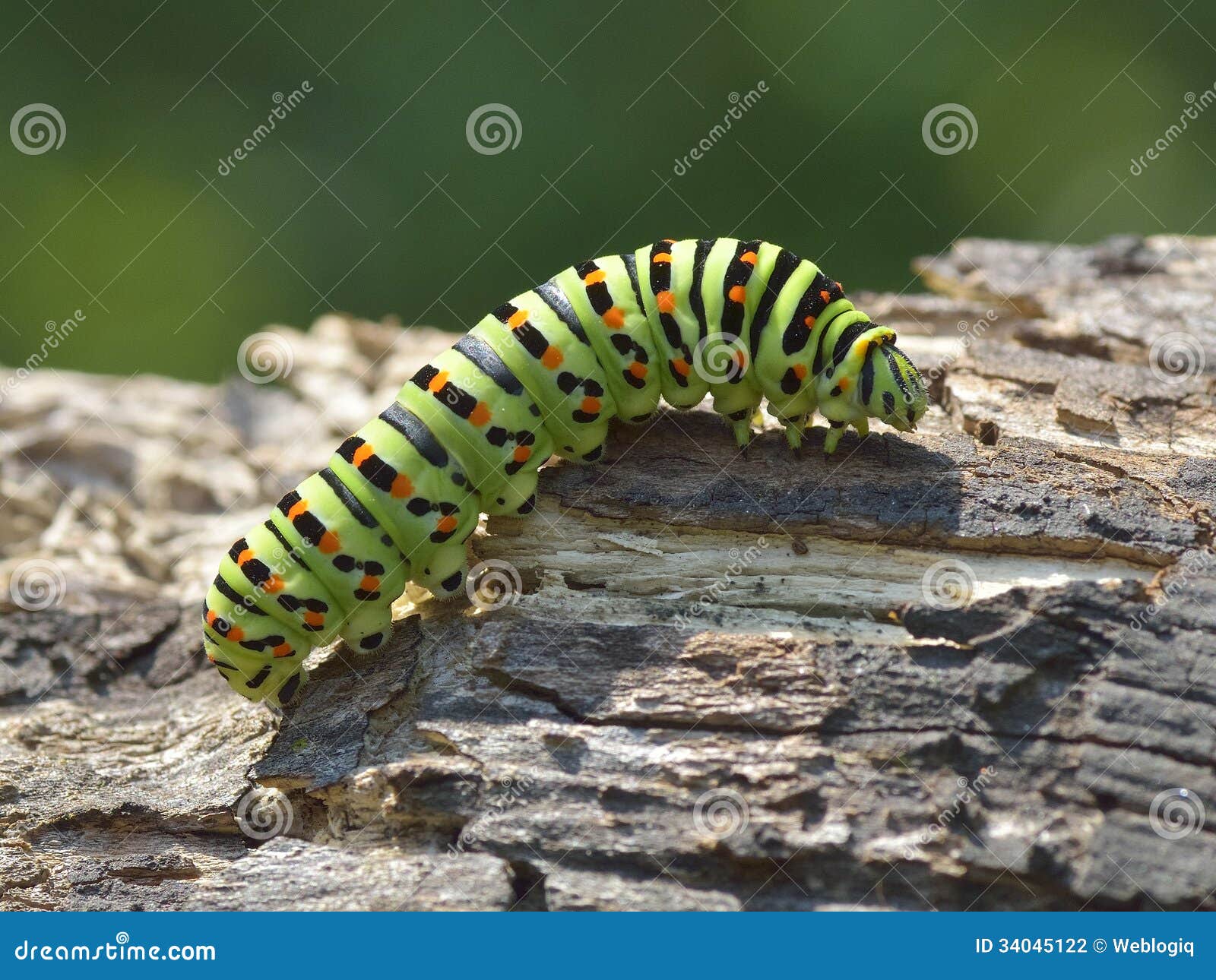 Caterpillar on nature stock photo. Image of metamorphism - 34045122
