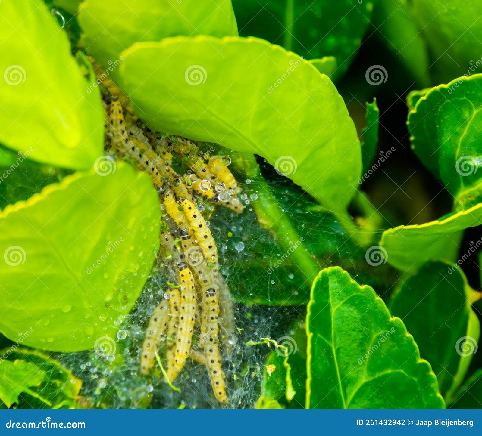 Caterpillar Nest of a Box Tree Moth, Infested Buxus, Box Wood Plague ...