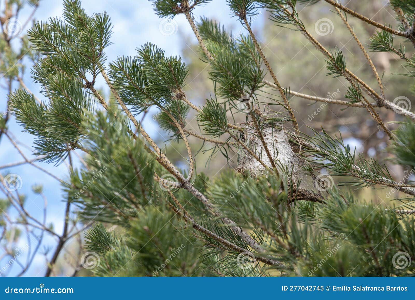 Caterpillar Nest in the Pine Tree, Processionary Pest Stock Image ...