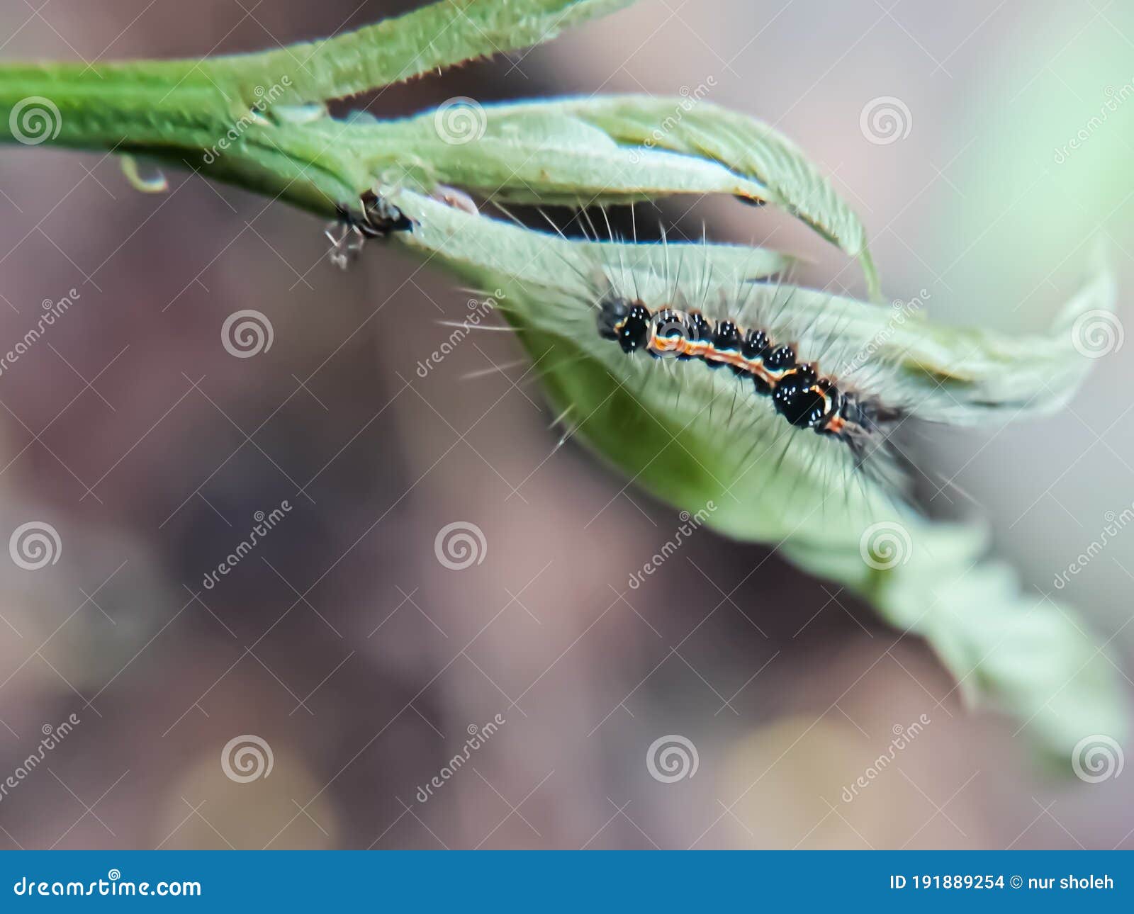 Caterpillar is One of the Animals that Some Humans Fear Stock Photo ...