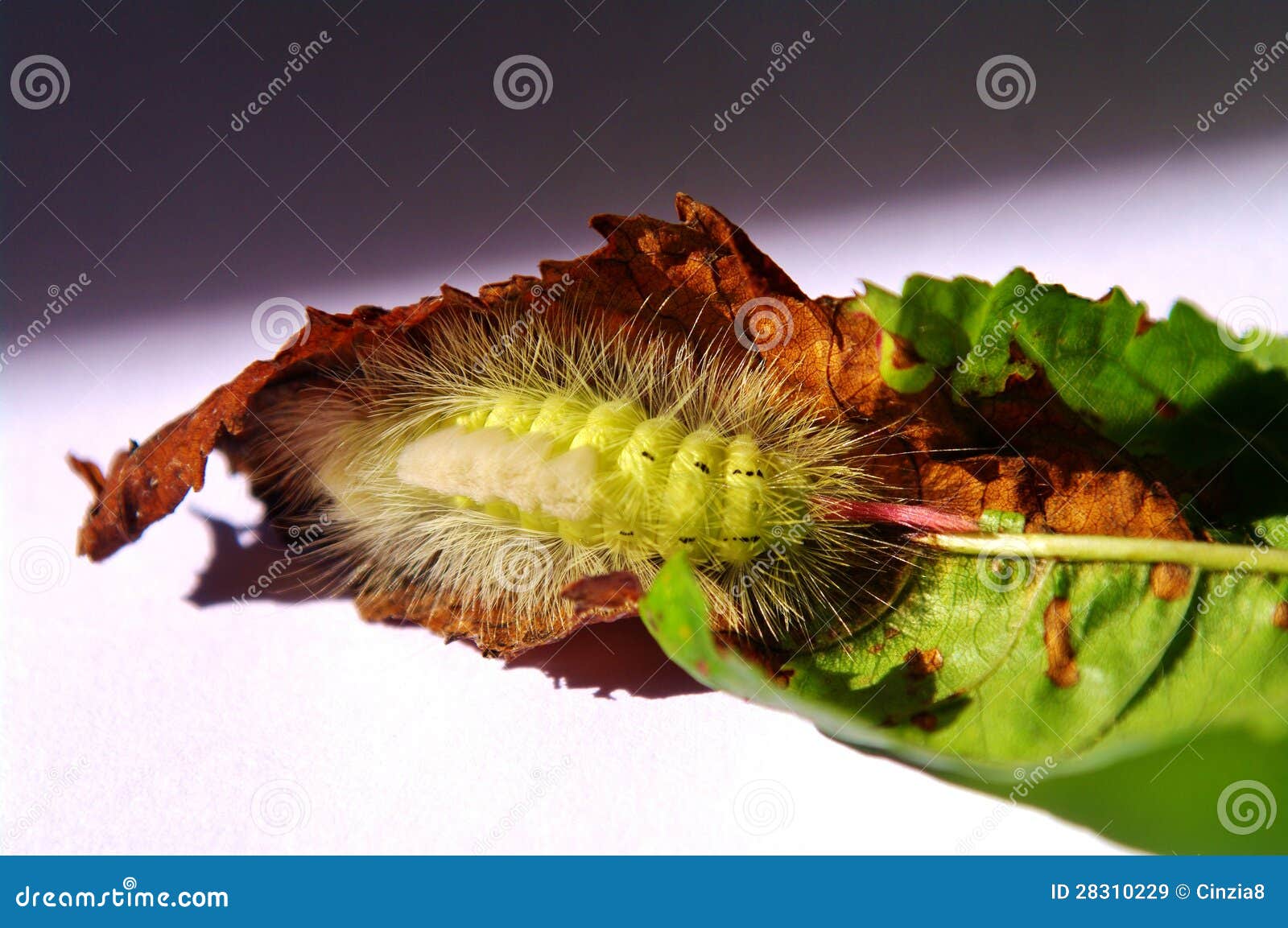 Caterpillar Pale Tussock Stock Image | CartoonDealer.com #100952593