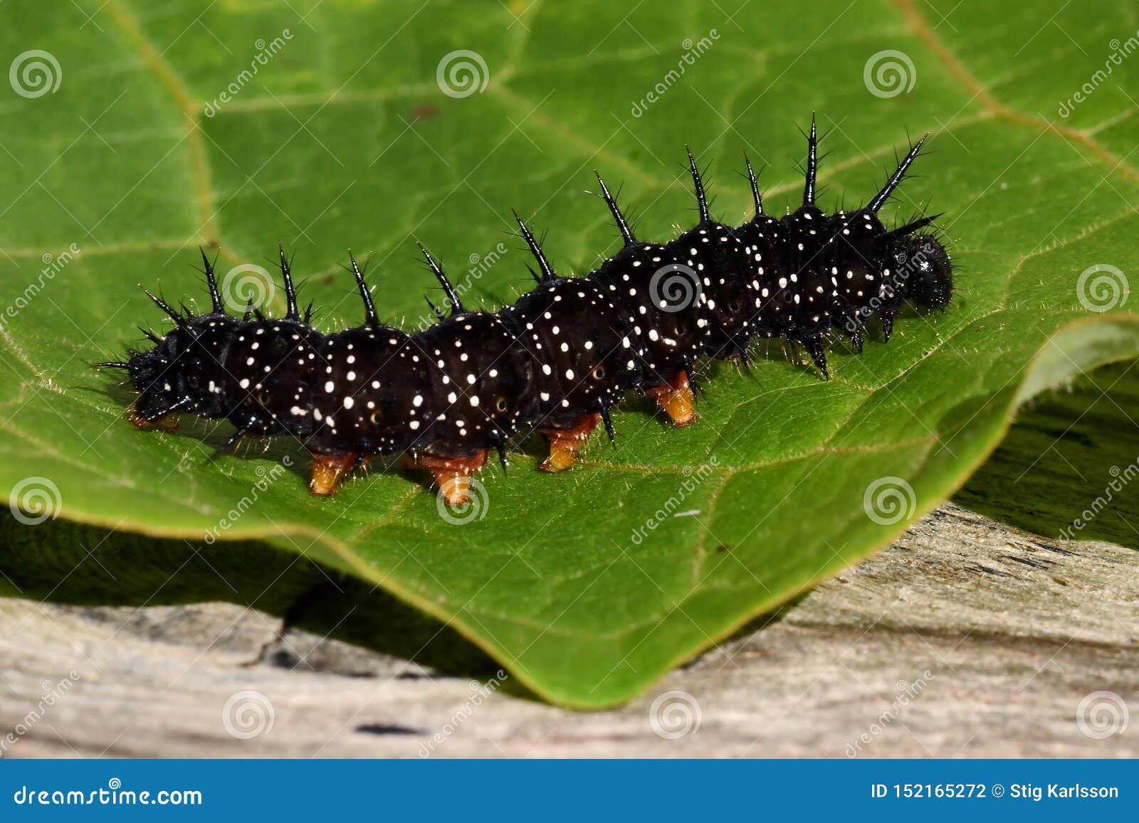 Map Caterpillar Among Peacock Caterpillars Stock Photography ...