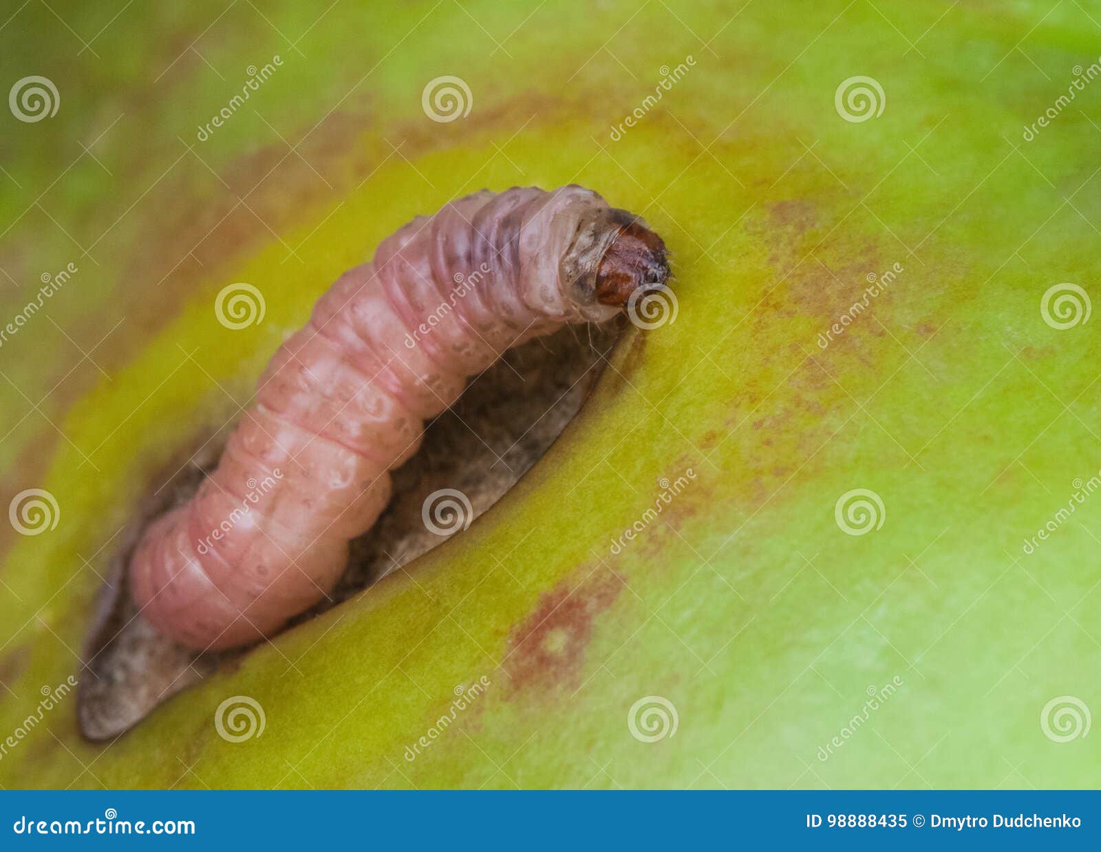 Codling Moth Larva, Cydia Pomonella Grub, Larva. Caterpillar Happily ...