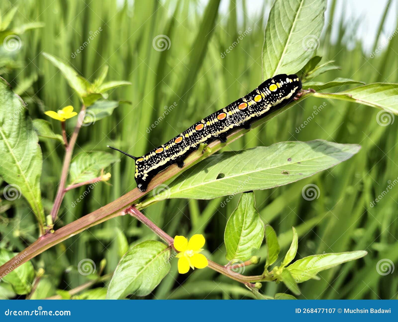 Caterpillar Pests Attack Flower Plants in the Yard Stock Image - Image ...