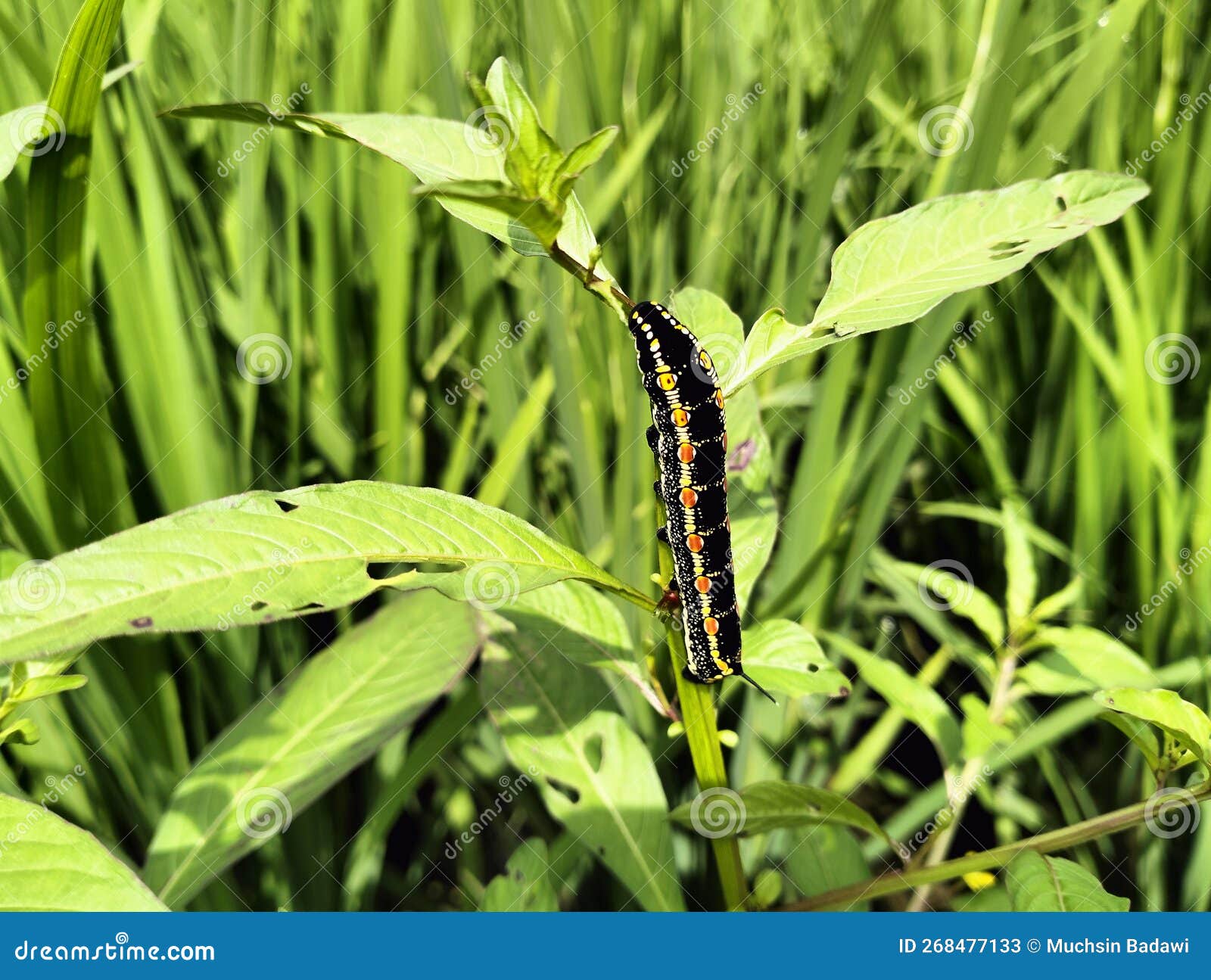 Caterpillar Pests Attack Flower Plants in the Yard ? Stock Image ...