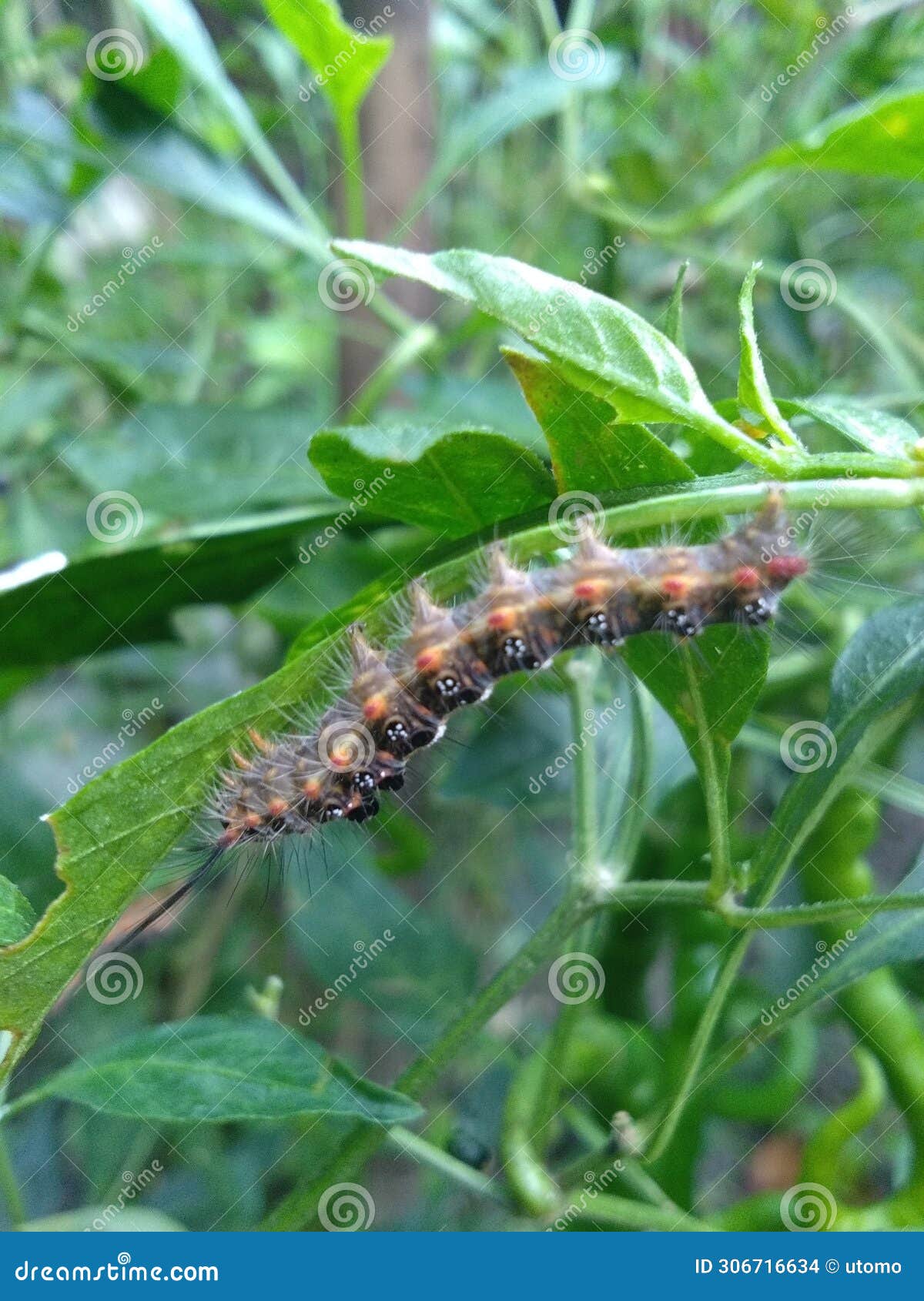 Caterpillar Pests in Leaf Chilli Stock Photo - Image of wildlife ...