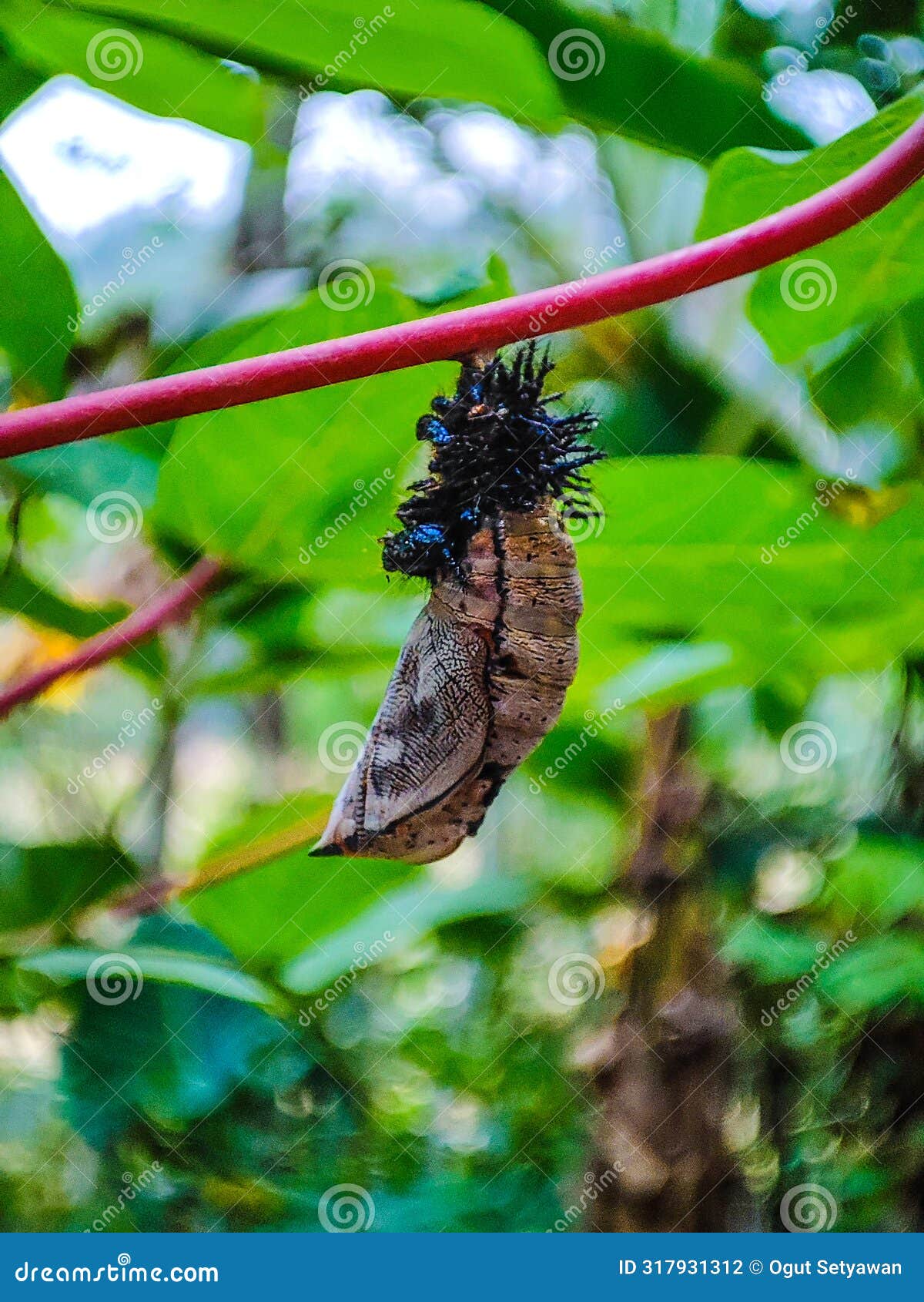 The Caterpillar Phase Becomes a Cocoon before Becoming a Butterfly ...