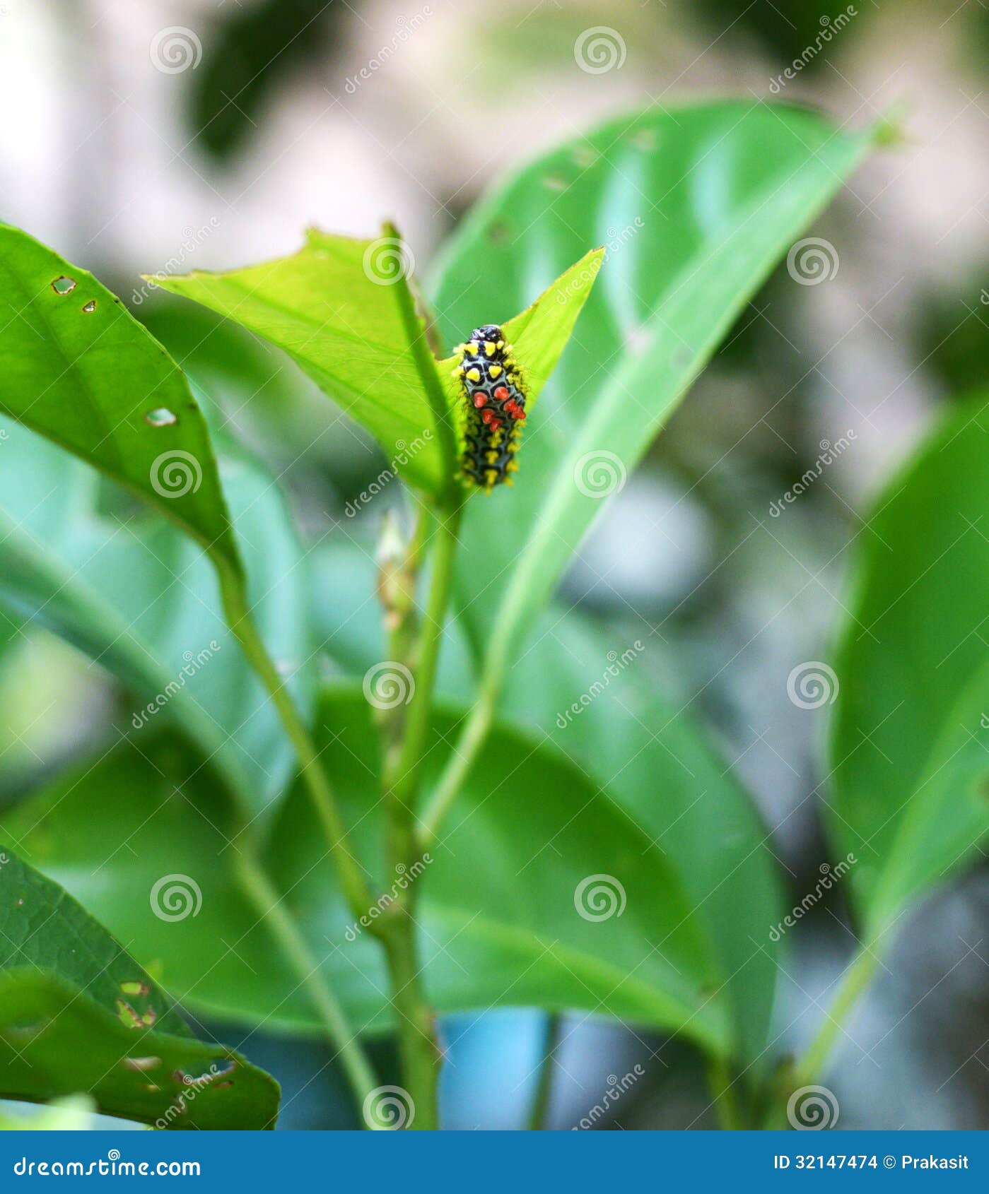 Caterpillar on Plant Eating Stock Photo - Image of grey, insect: 32147474