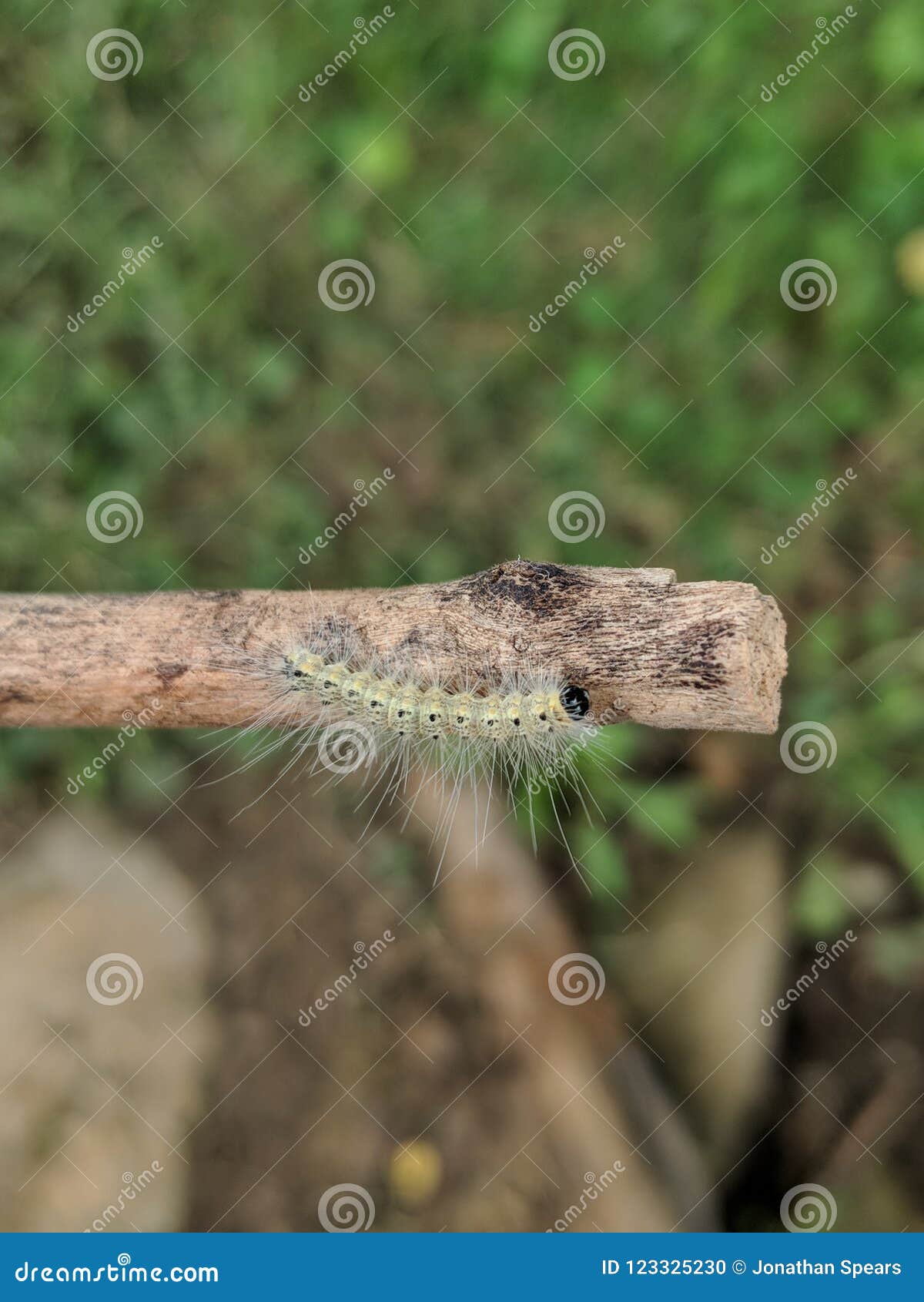 Caterpillar on stick stock photo. Image of stick, caterpillar - 123325230