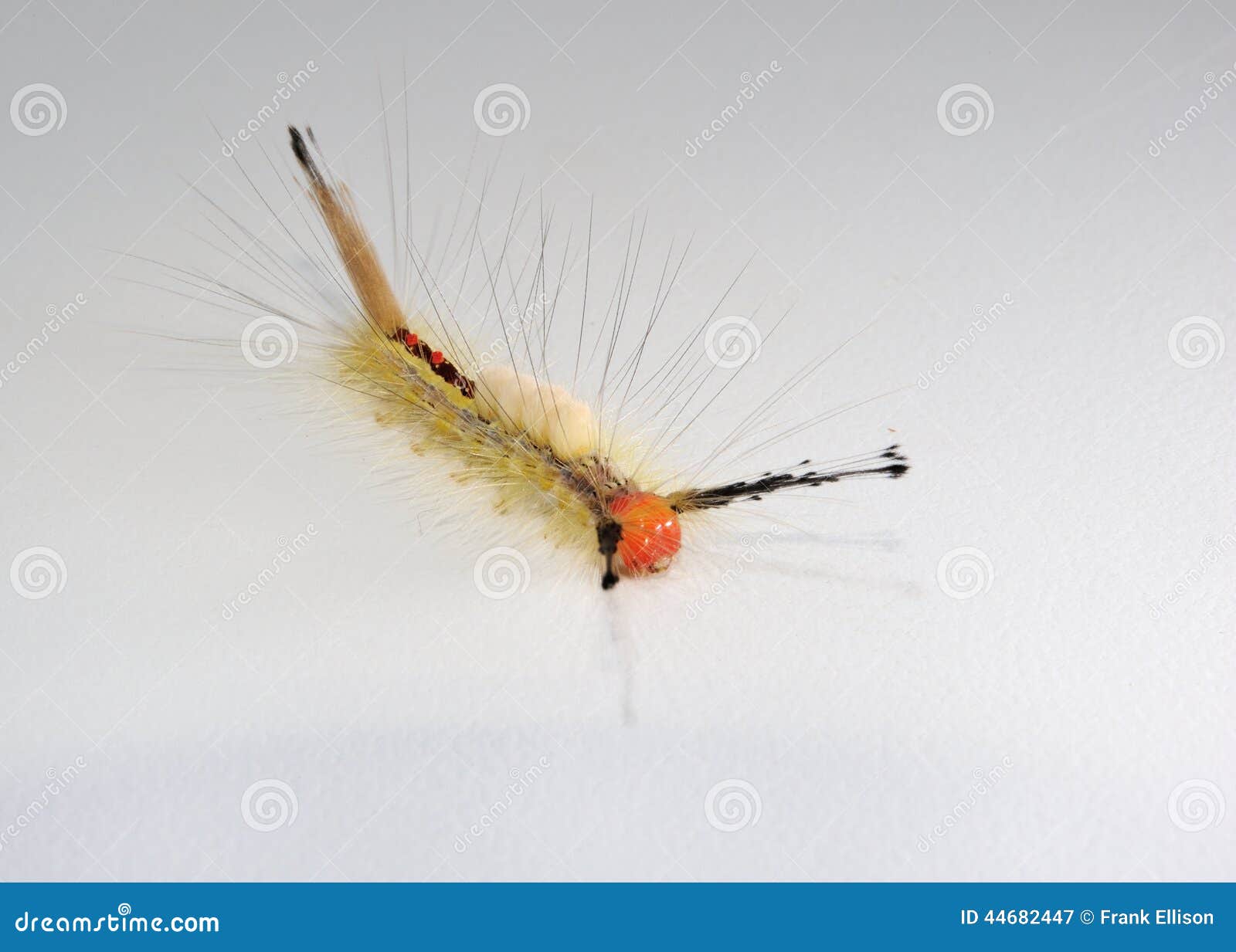 Caterpillar stock image. Image of caterpillar, moth, head - 44682447