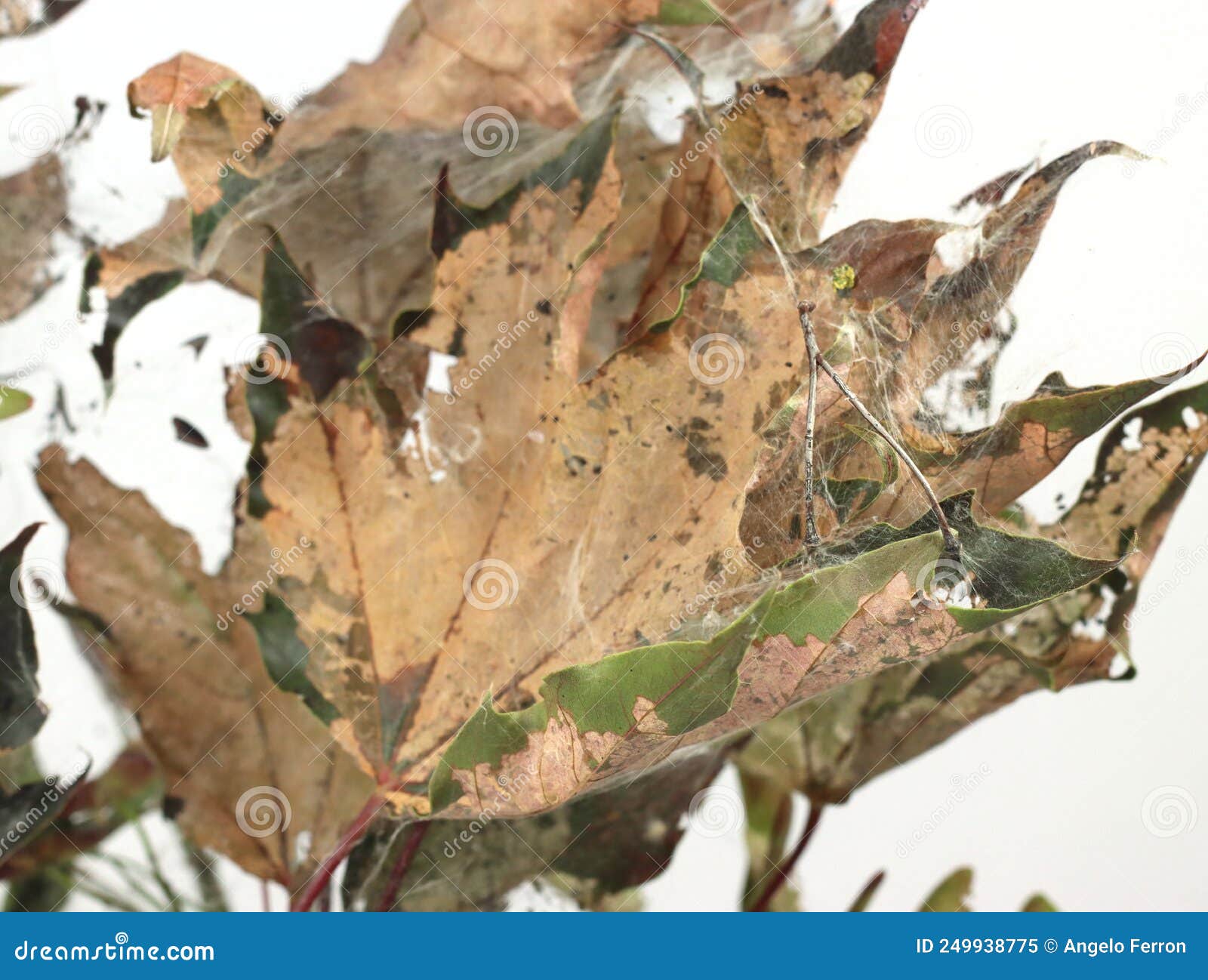 Caterpillar Red Maple Cobweb L`ifantria- Stock Image - Image of ...