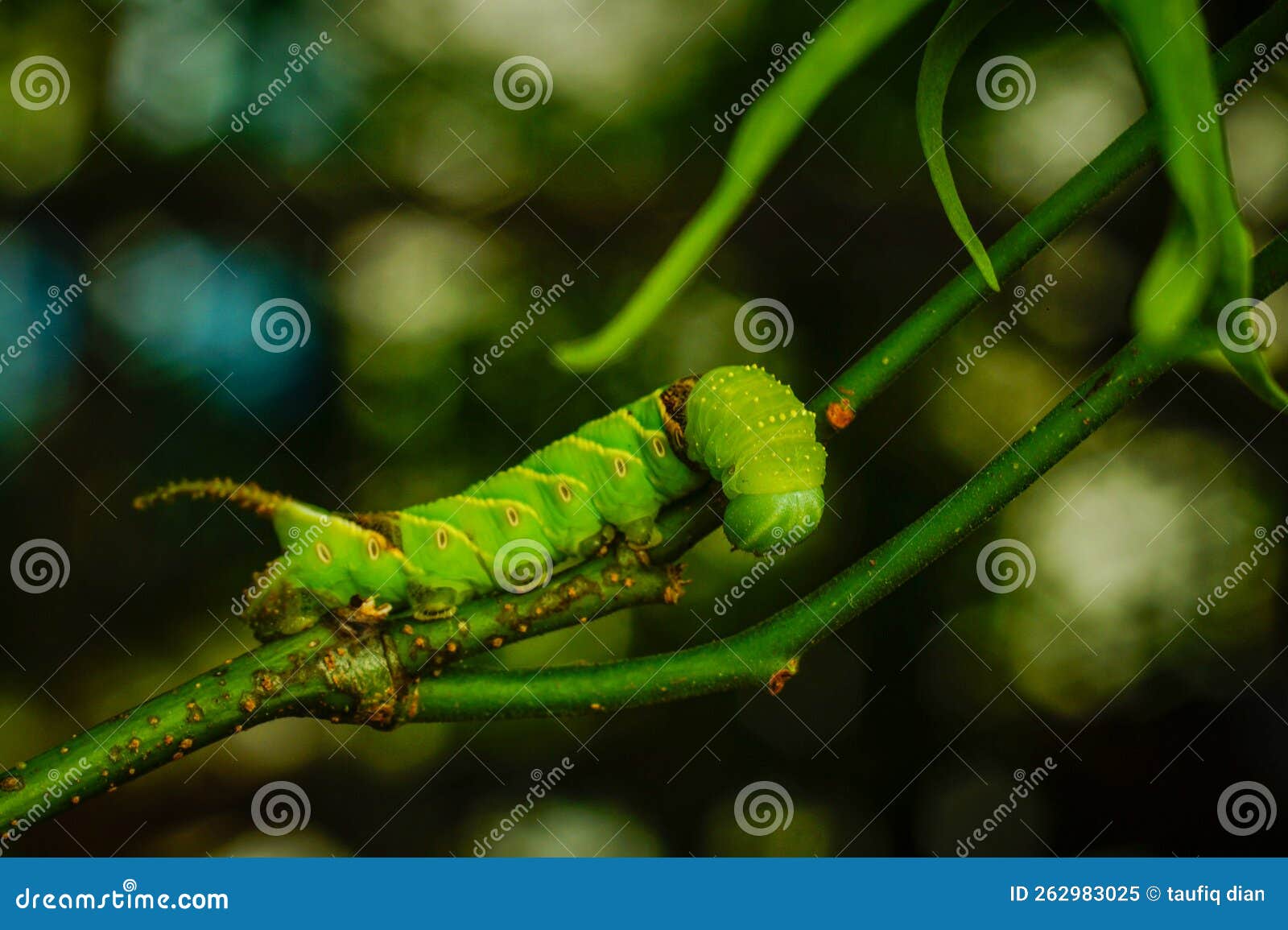 A Caterpillar is Relaxing on a Branch Stock Image - Image of animal ...