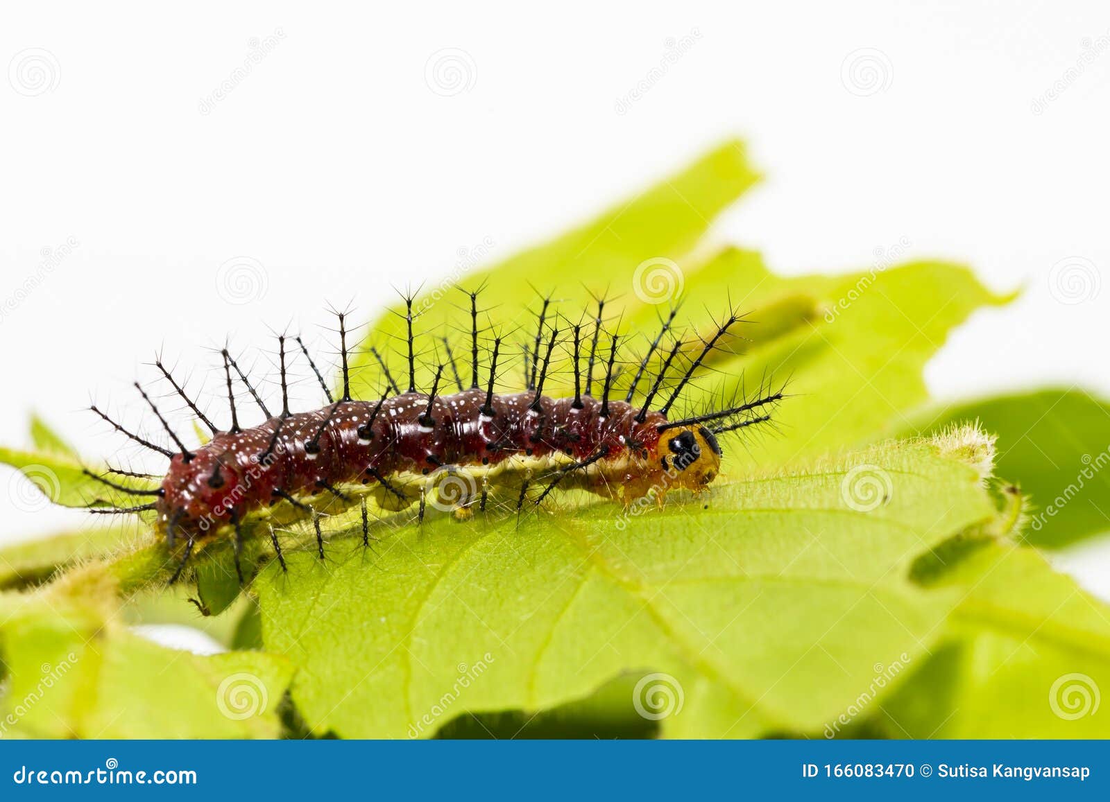 Caterpillar of Rustic Butterfly Cupha Erymanthis on Leaf and White ...