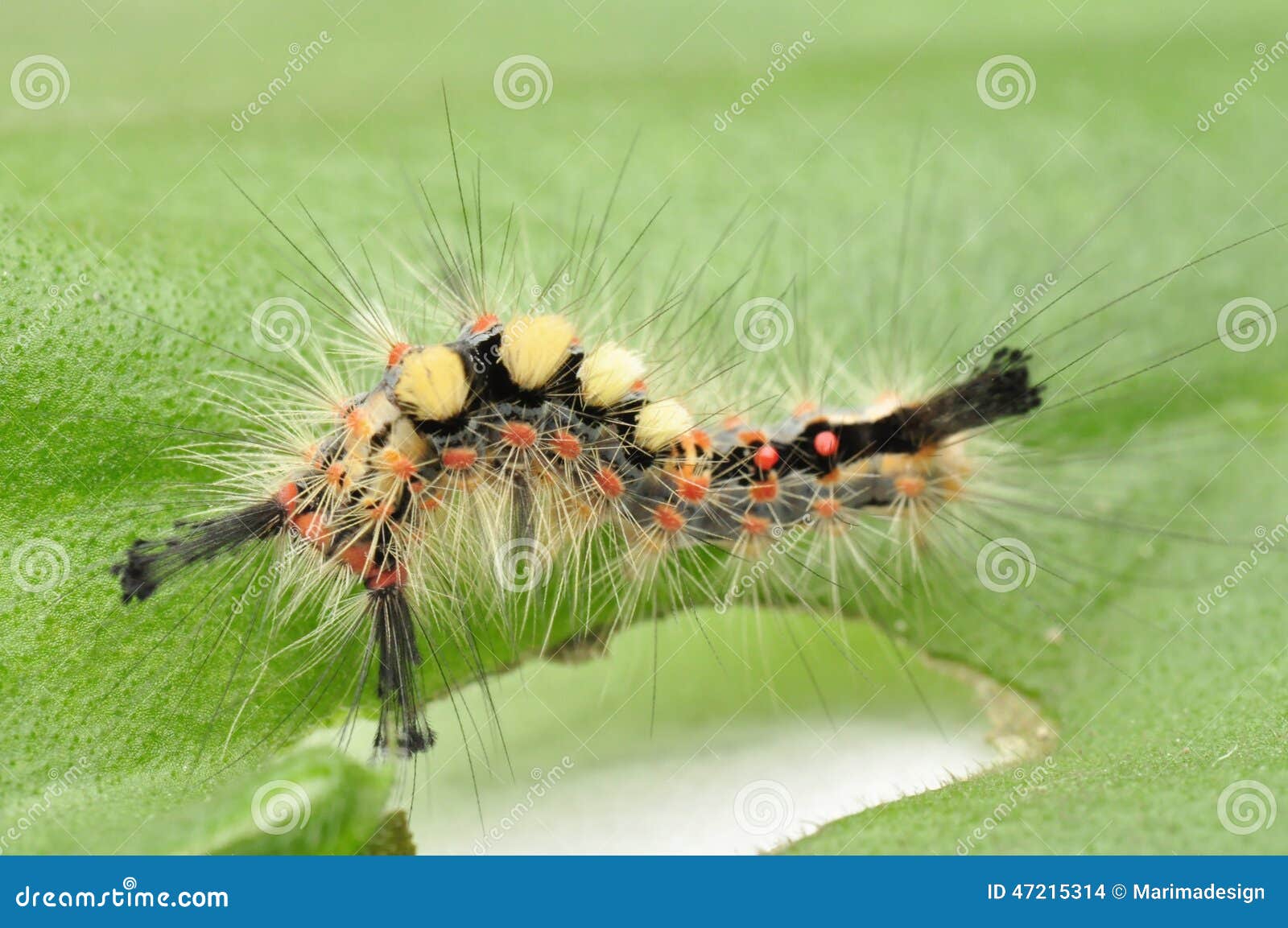 Caterpillar stock photo. Image of summer, fauna, moth - 47215314