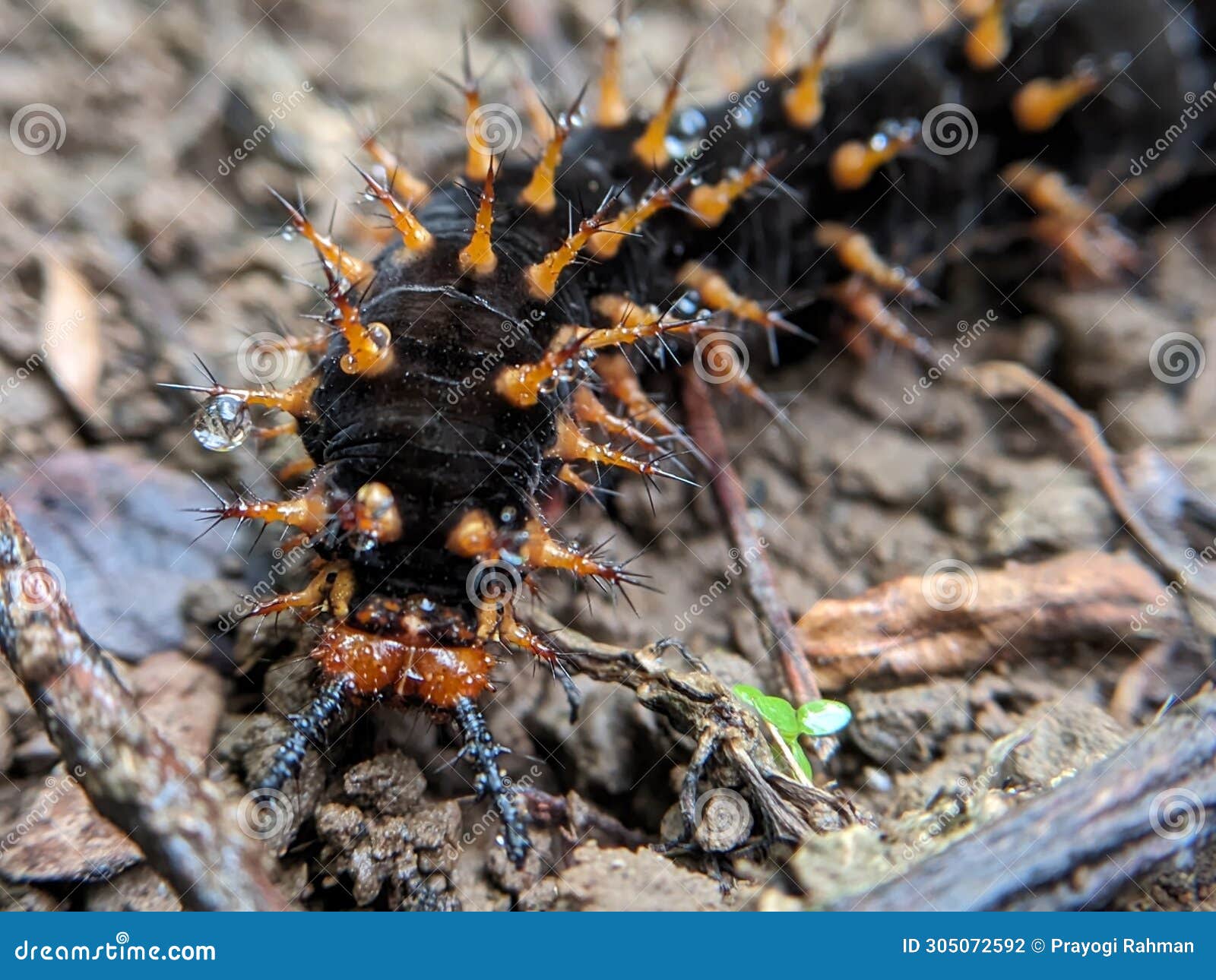 The Caterpillar S Sharp Spines are Clearly Visible Stock Photo - Image ...