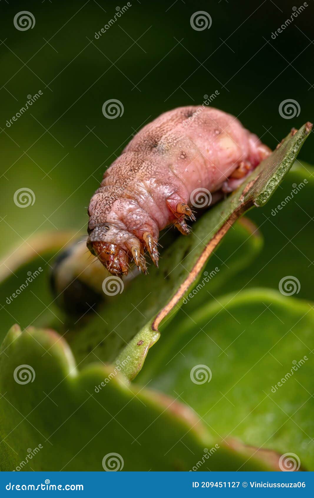 Caterpillar severely hurt stock image. Image of insect - 209451127