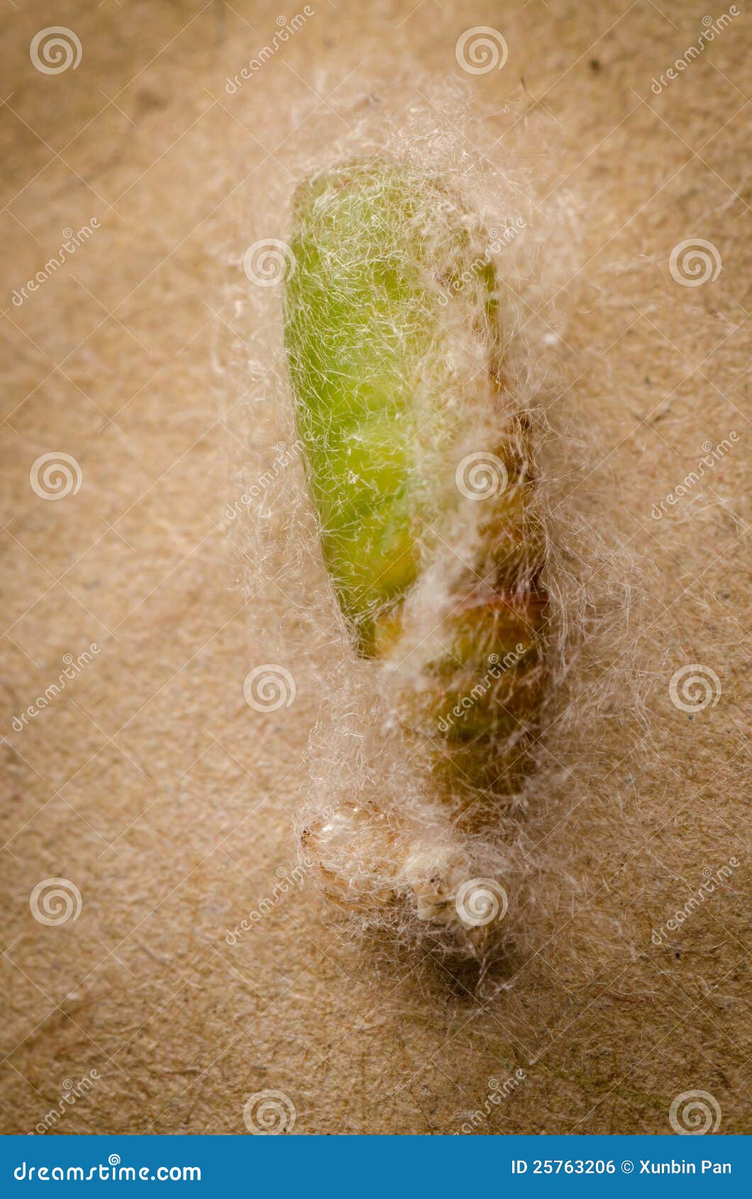 Caterpillar in silk cocoon stock photo. Image of animal - 25763206