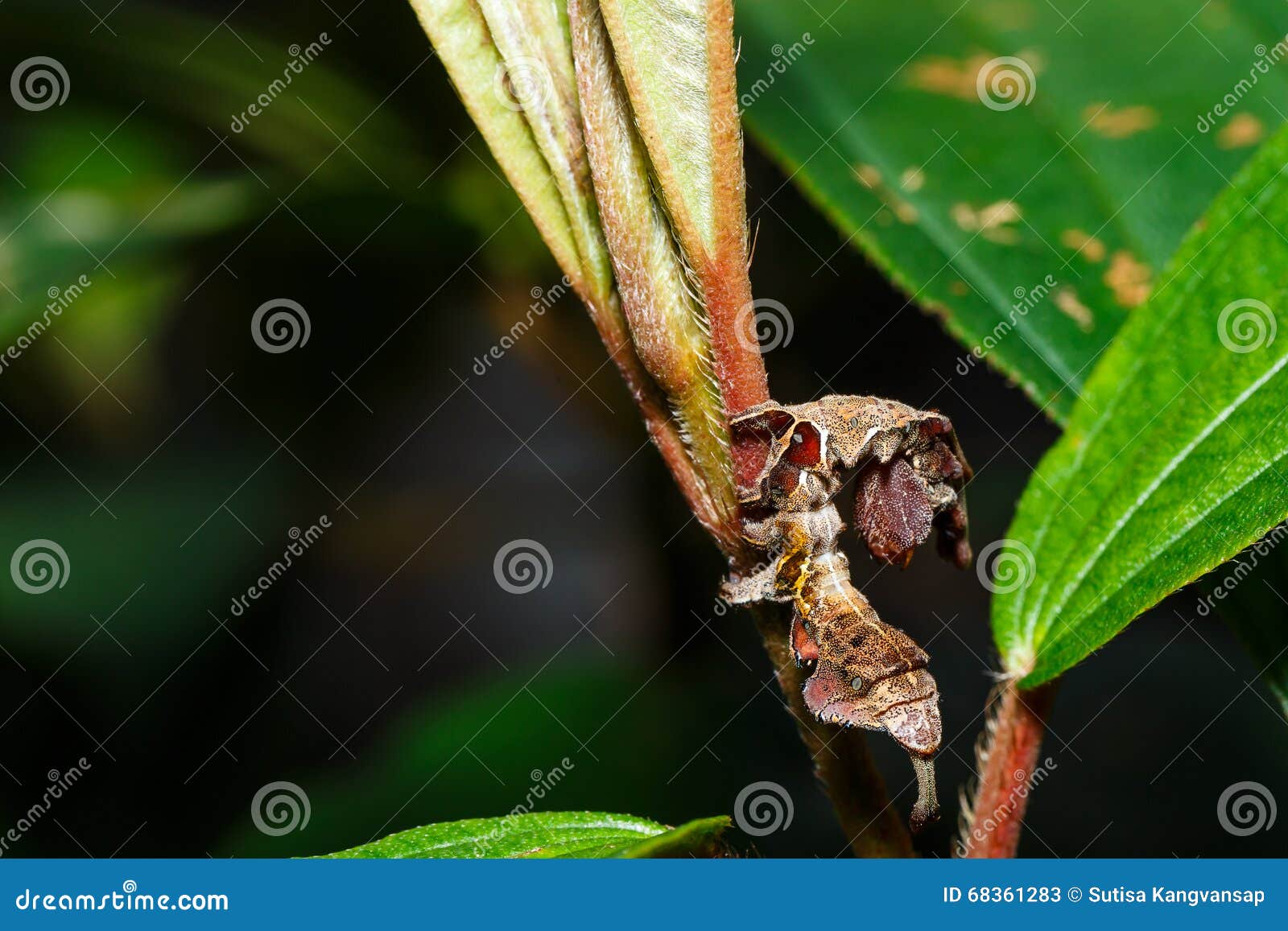 Caterpillar of Silk Moth Bombycidae Stock Image - Image of insect, leaf ...