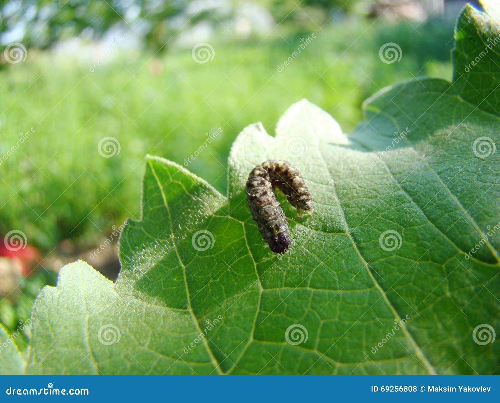 Caterpillar stock photo. Image of creeping, crawling - 69256808