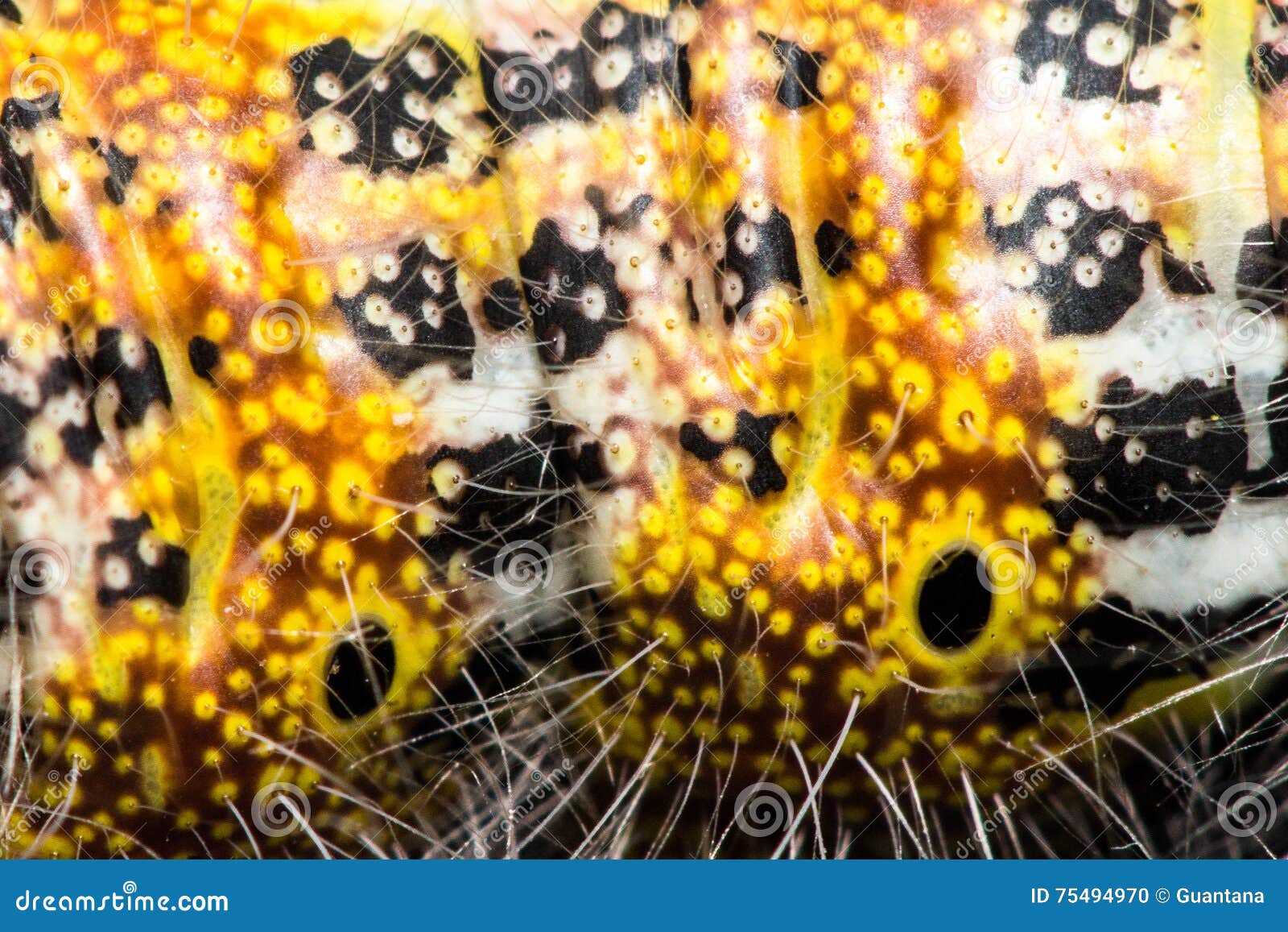 Caterpillar Skin Structure High Magnification Macro Stock Photo - Image ...