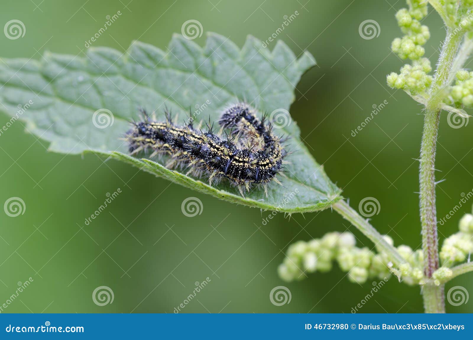Caterpillar stock photo. Image of black, nature, nettle - 46732980