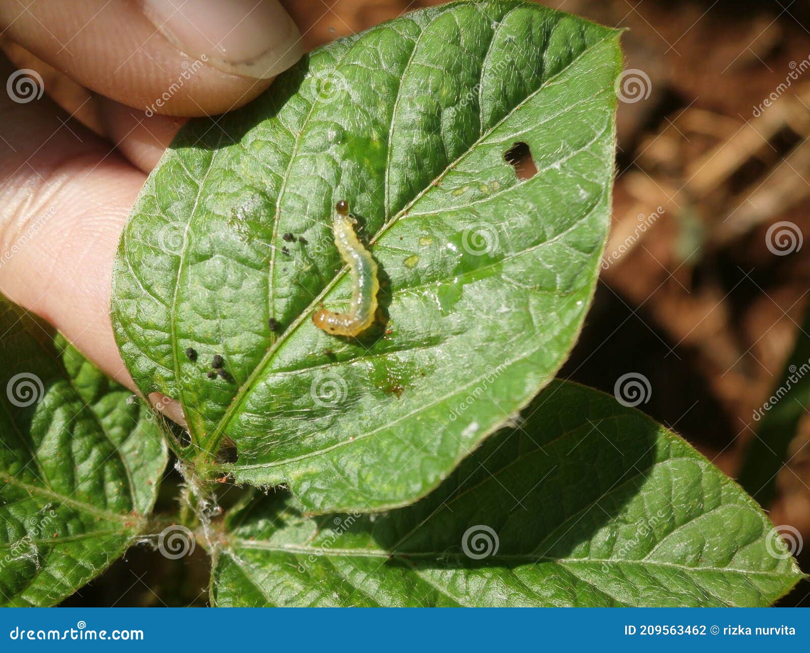 Caterpillar on Soybean Leaf Stock Photo - Image of flower, plant: 209563462