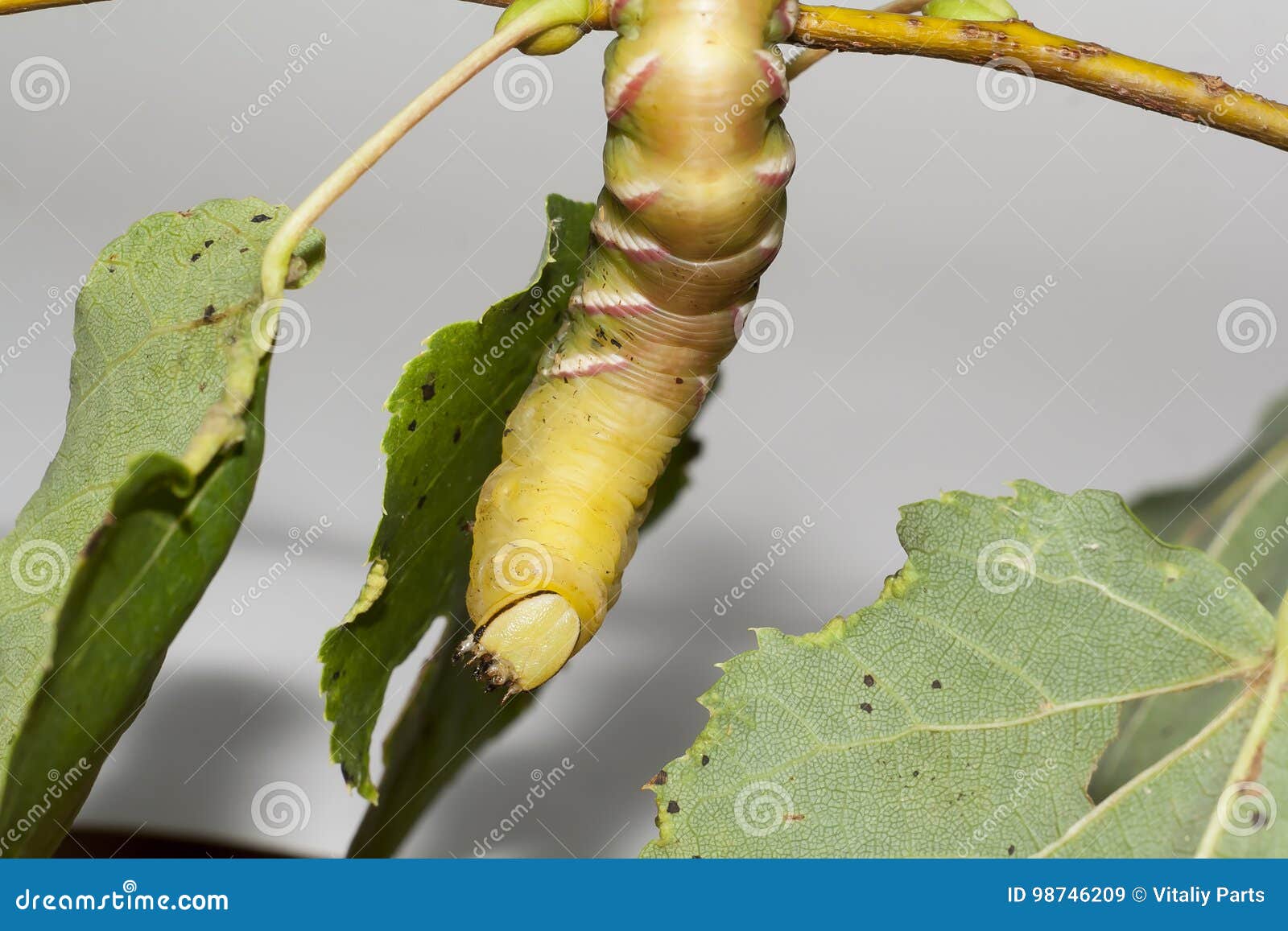 Caterpillar of Sphinx Ligustri Stock Image - Image of maggot ...