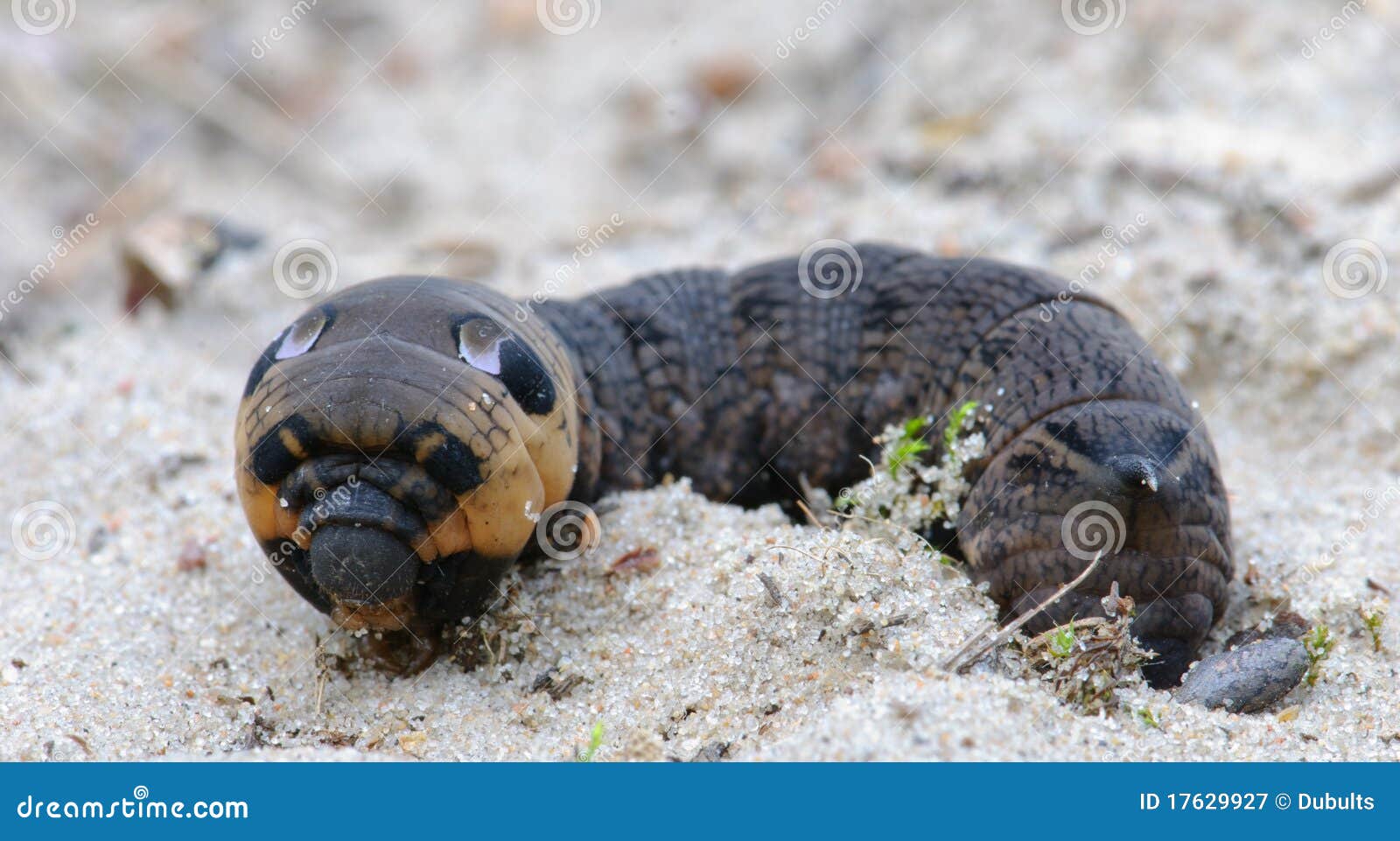 Ash Sphinx Moth Royalty-Free Stock Photography | CartoonDealer.com ...