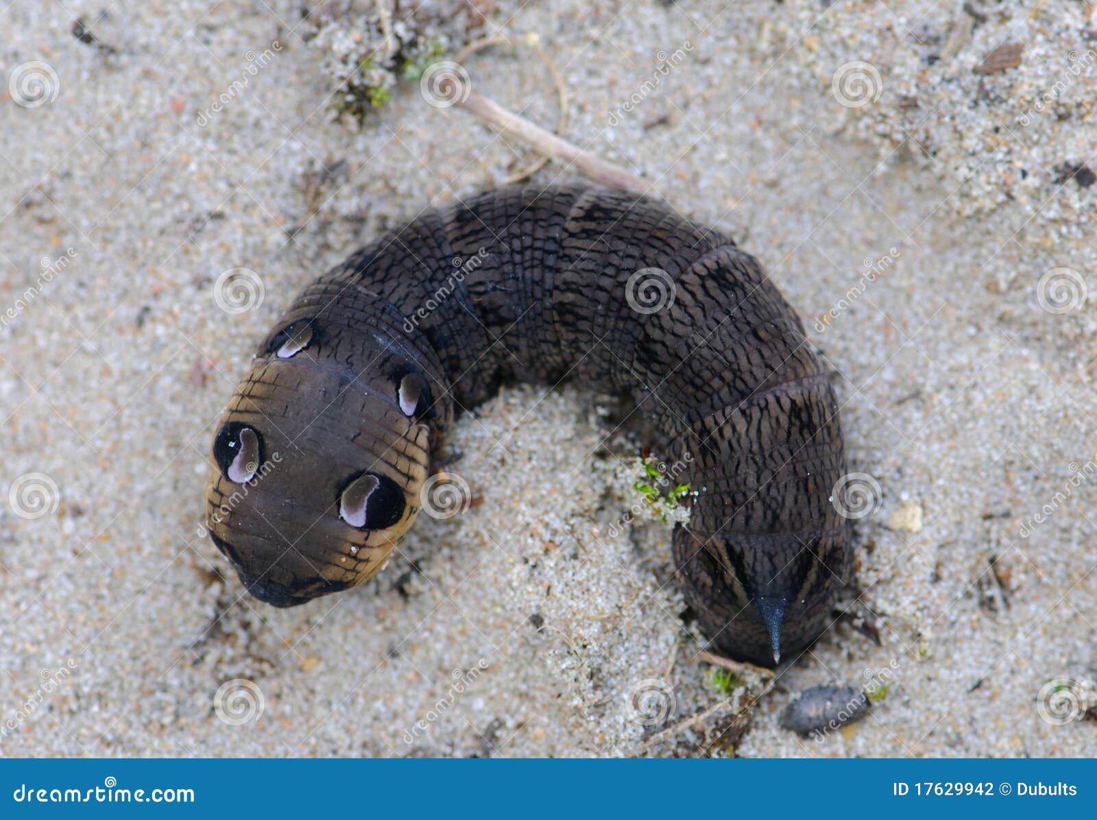 Caterpillar of sphinx moth stock photo. Image of single - 17629942