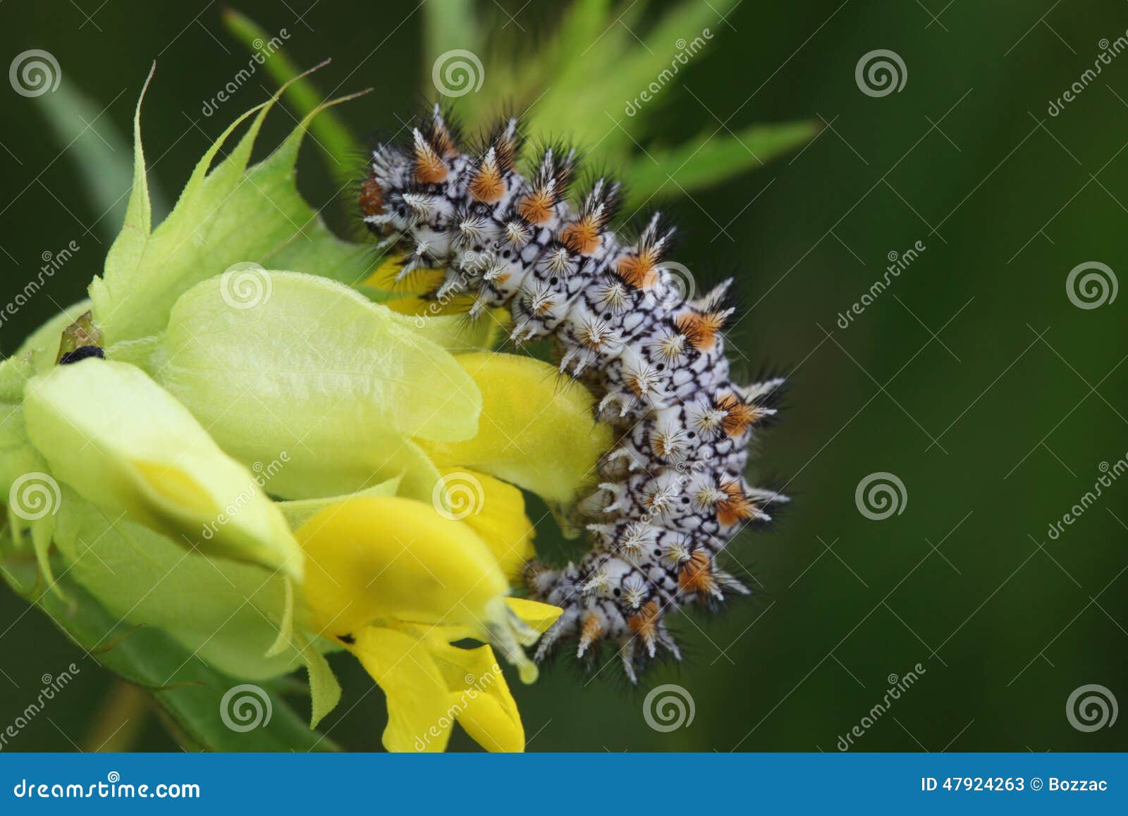 Caterpillar stock image. Image of melitaea, closeup, larvae - 47924263
