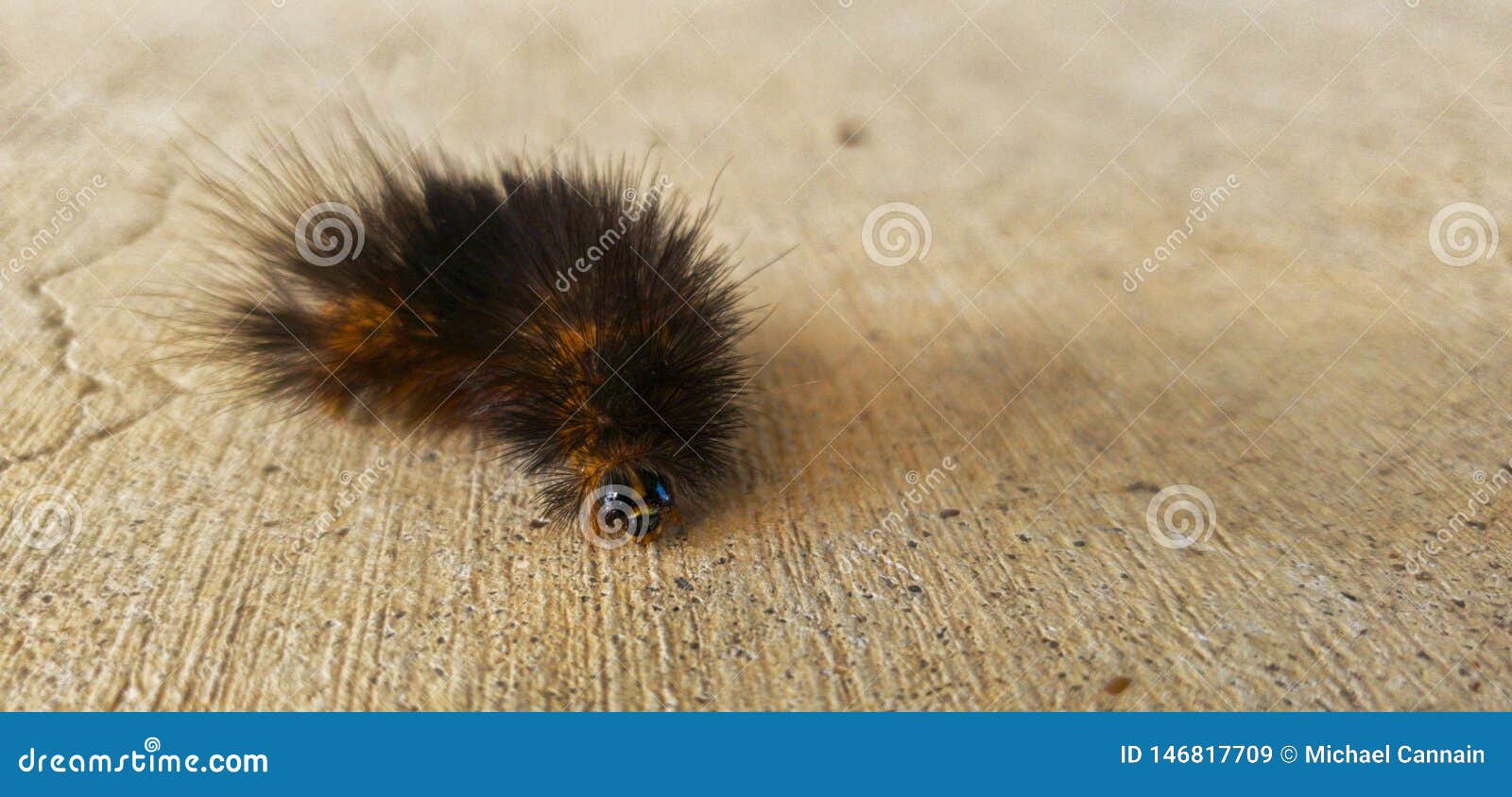 Caterpillar on a Spring Day. Stock Image - Image of spring, closeup ...
