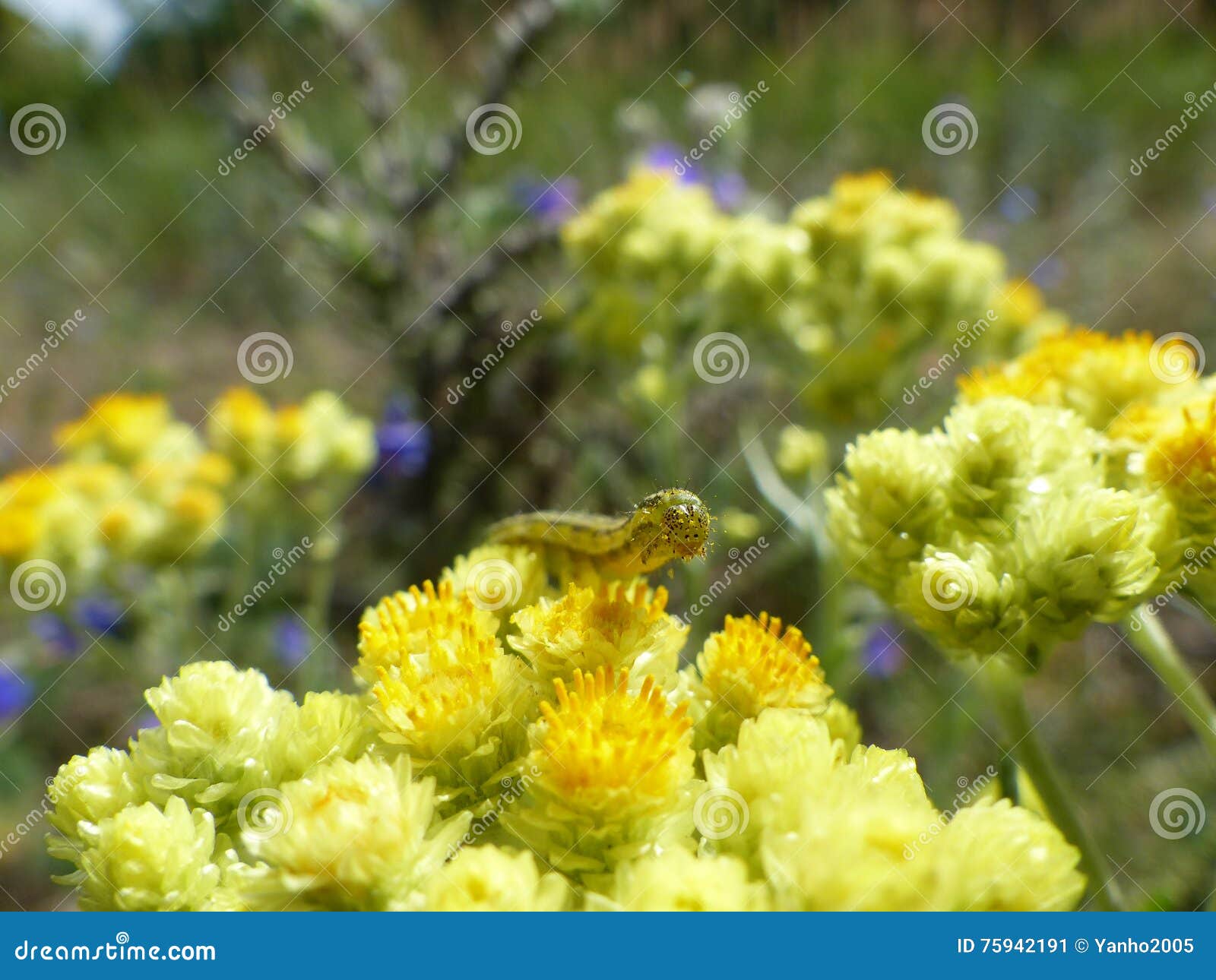 Caterpillar Stained with Nectar Stock Image - Image of sticky, natural ...