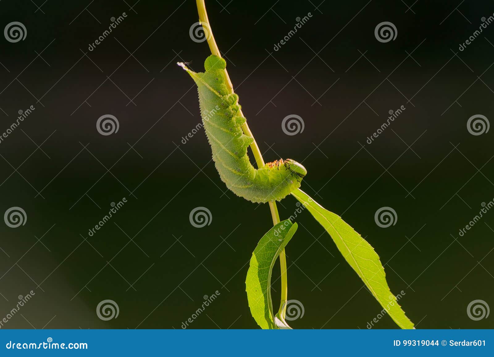 Caterpillar stock photo. Image of stick, moth, antenna - 99319044